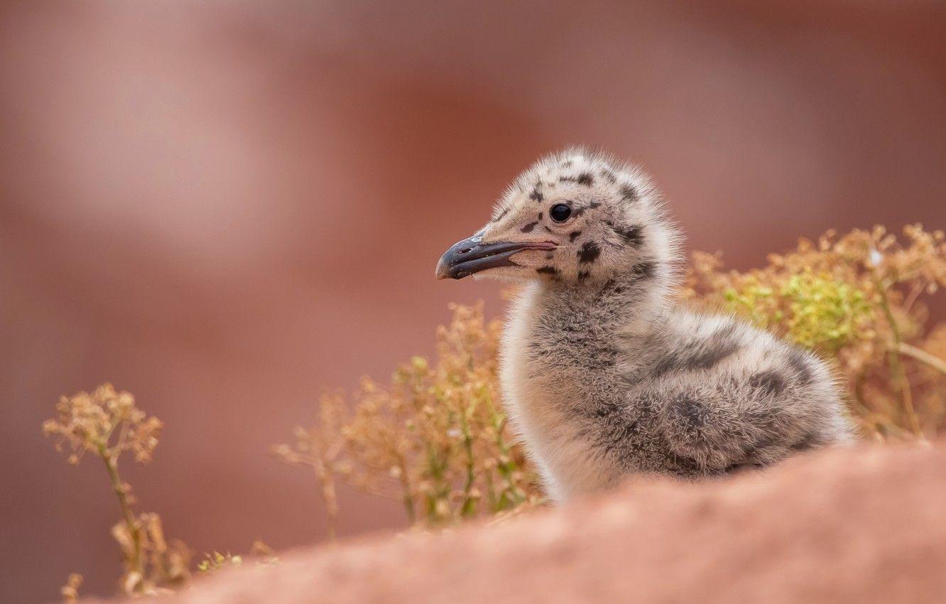 Baby Chick Wallpapers - Top Free Baby Chick Backgrounds - WallpaperAccess