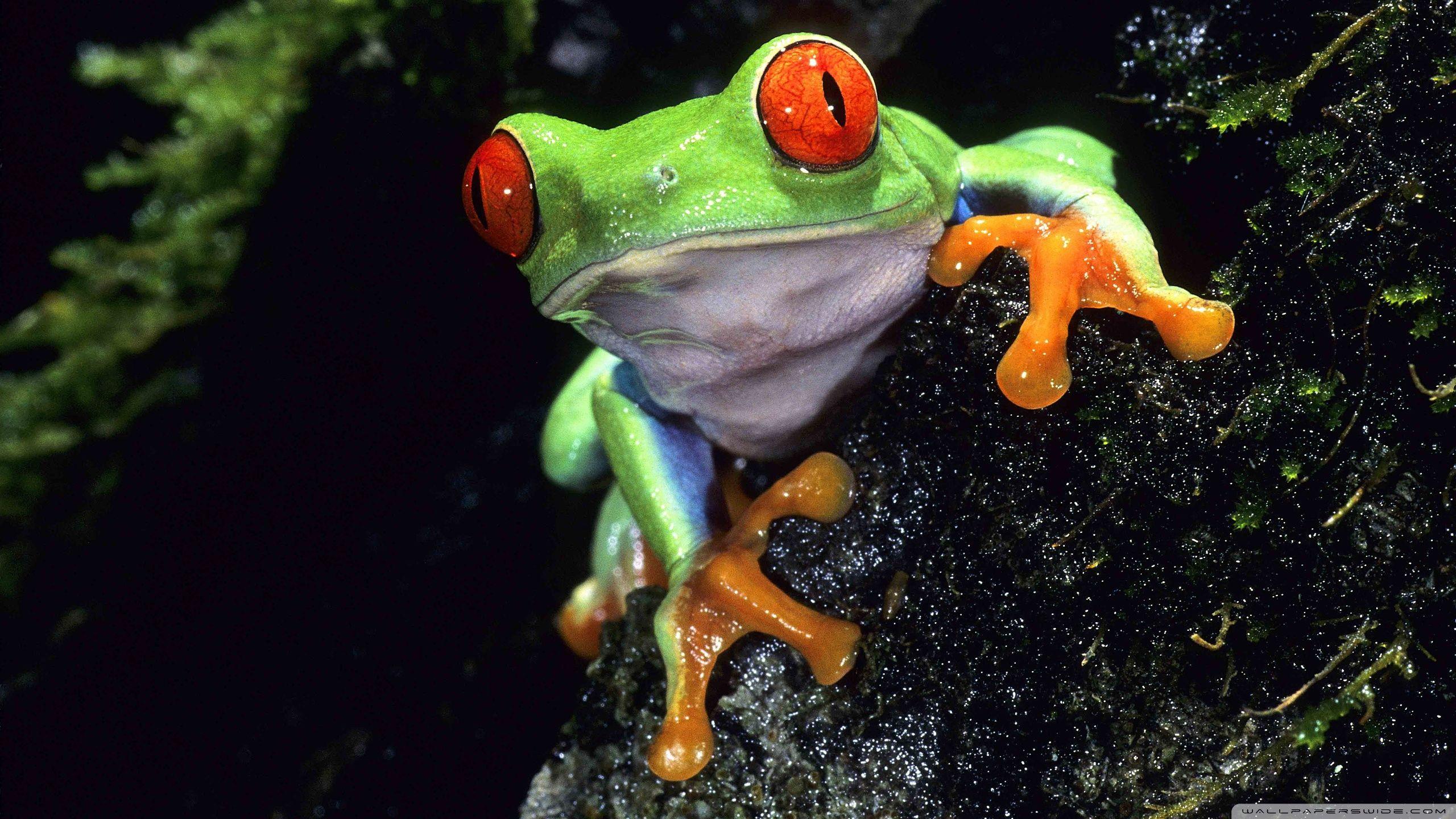 Green Frog Wallpapers - Top Free Green Frog Backgrounds - WallpaperAccess