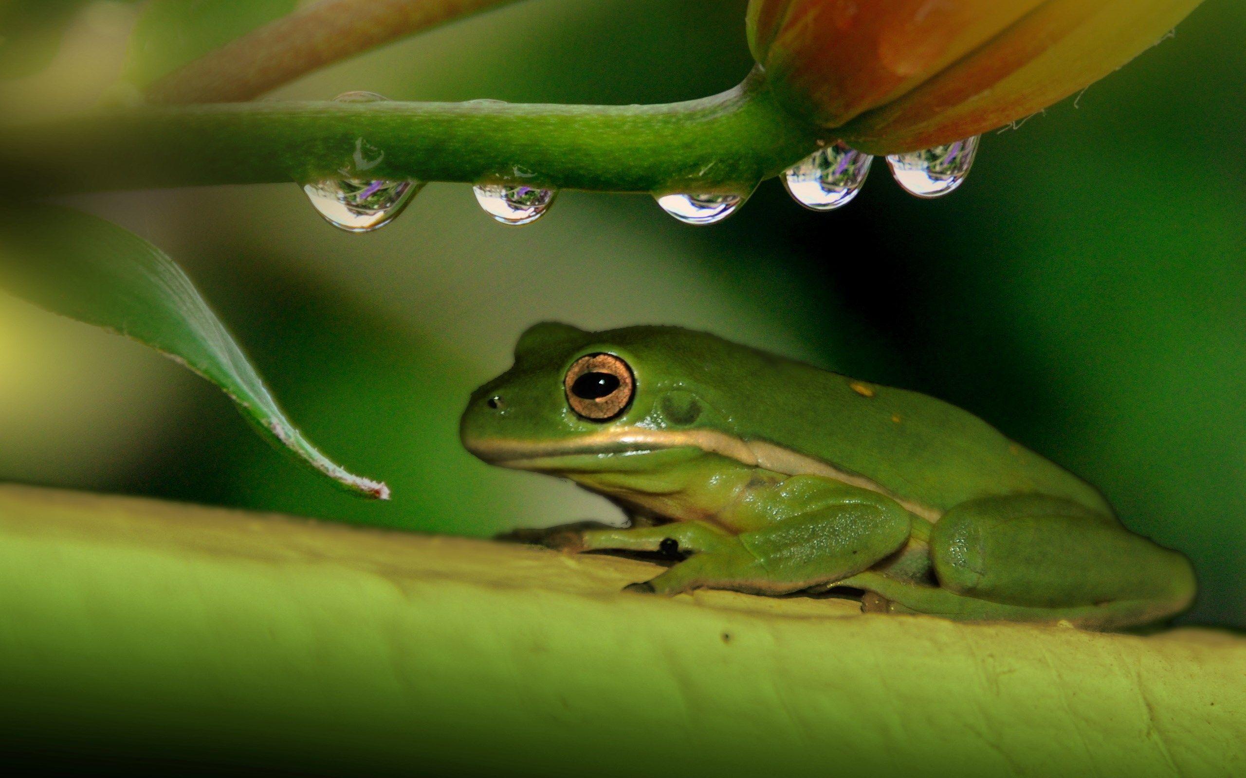 Frog Desktop Wallpapers - Top Free Frog Desktop Backgrounds ...