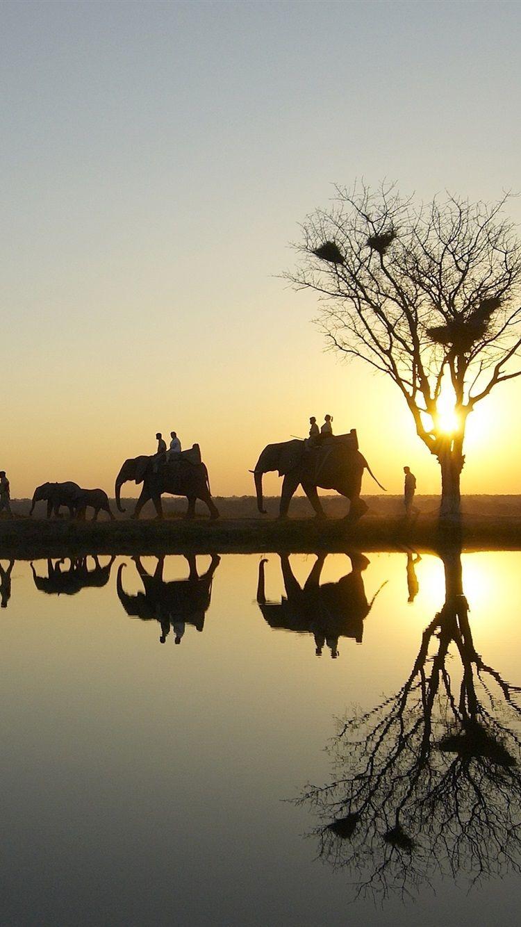 Safari iPhone Wallpapers - Top Free Safari iPhone Backgrounds ...