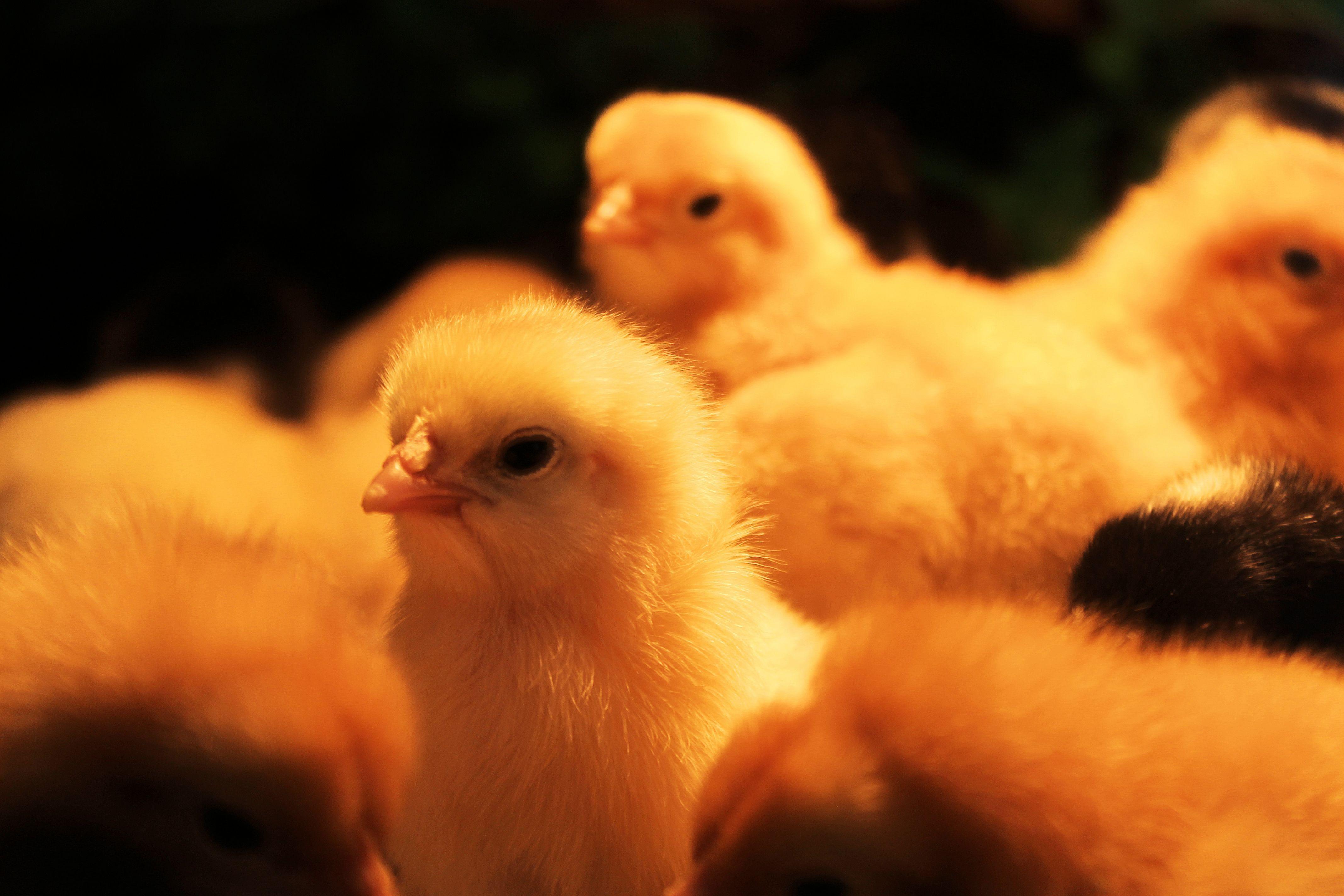 Baby Chick Wallpapers - Top Free Baby Chick Backgrounds - WallpaperAccess