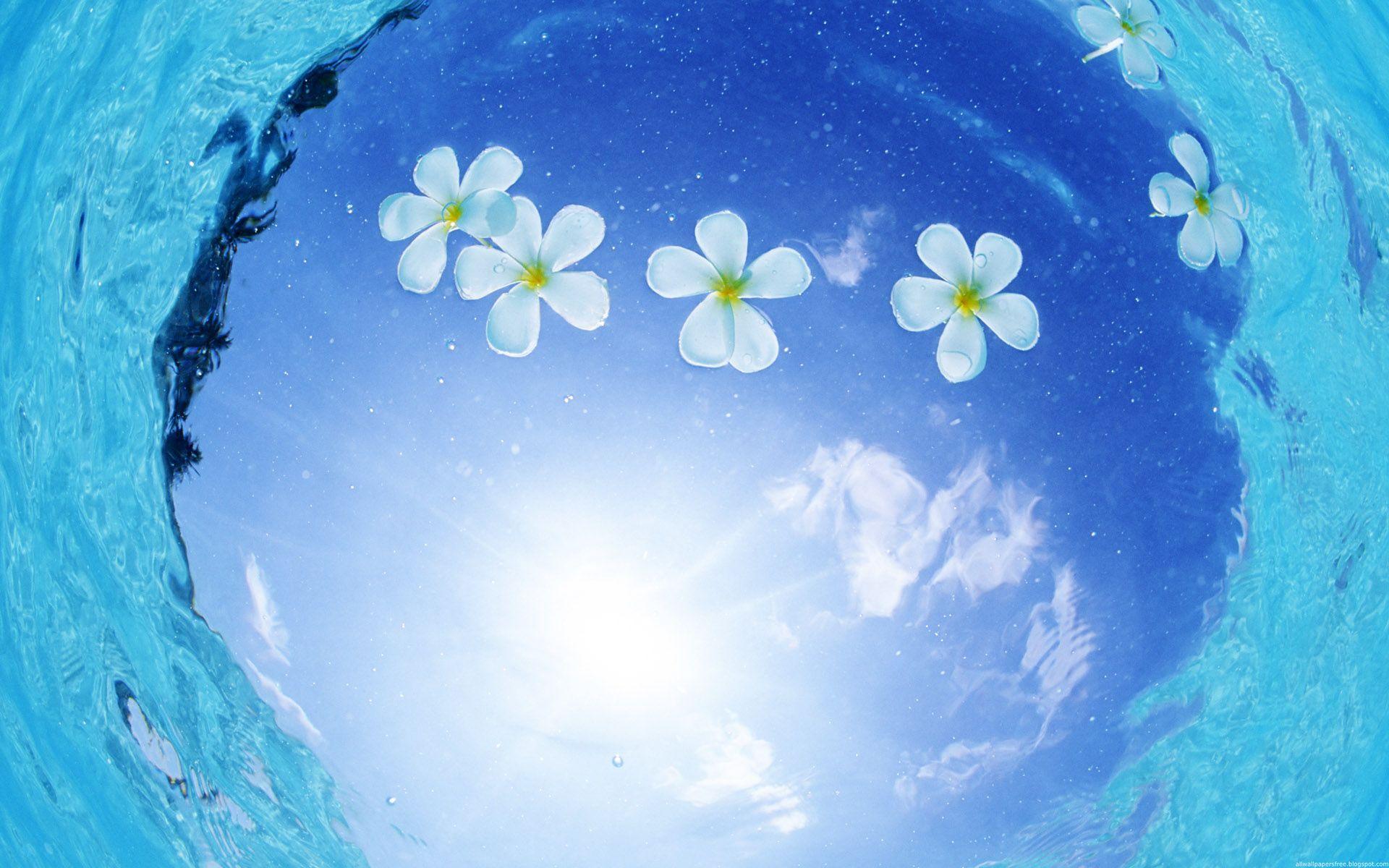 Floating Flowers Wallpapers - Top Free Floating Flowers Backgrounds ...