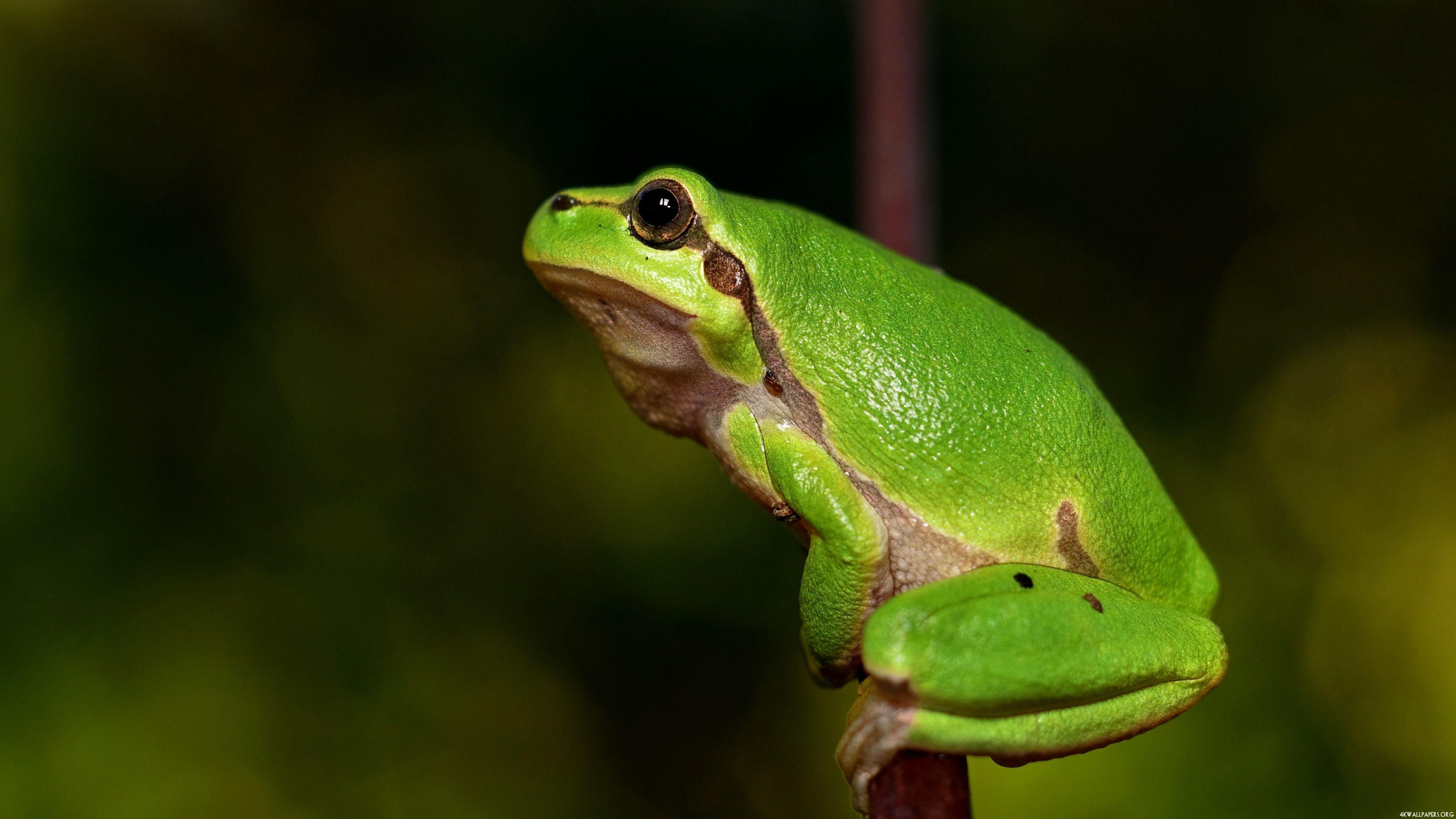 Green Frog Wallpapers - Top Free Green Frog Backgrounds - WallpaperAccess