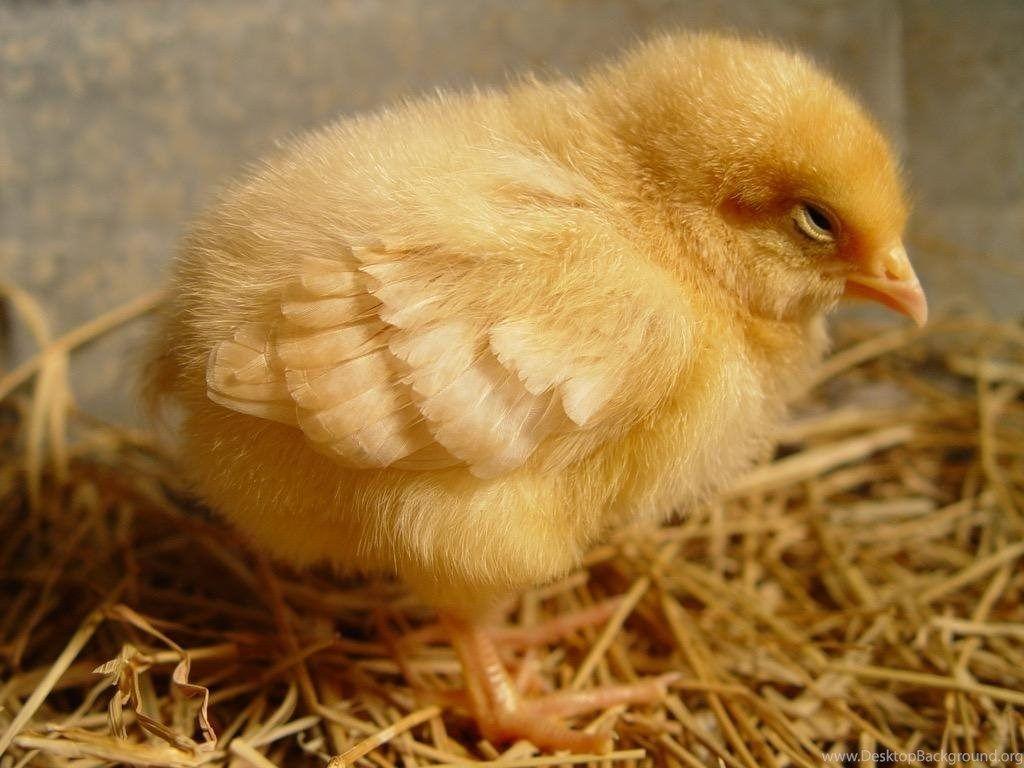 Baby Chick Wallpapers - Top Free Baby Chick Backgrounds - WallpaperAccess