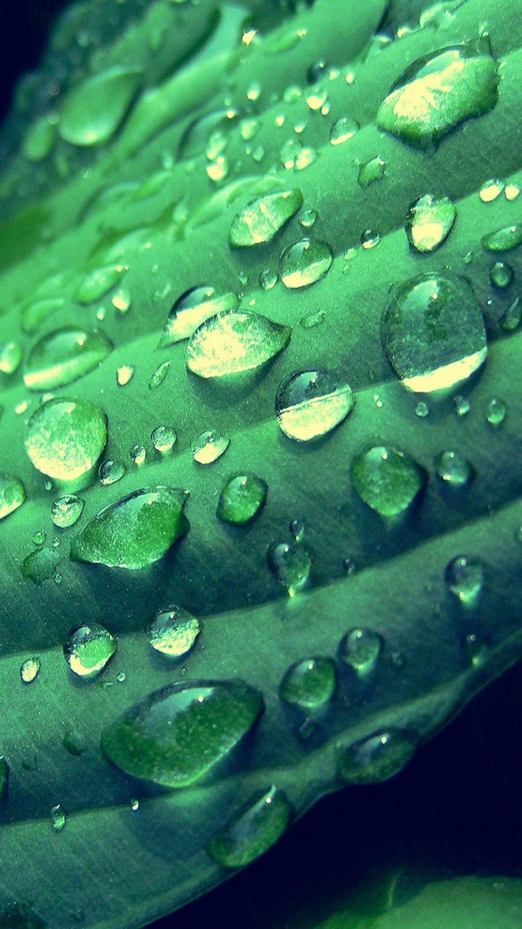 Dew Drop Wallpapers - Top Free Dew Drop Backgrounds - WallpaperAccess