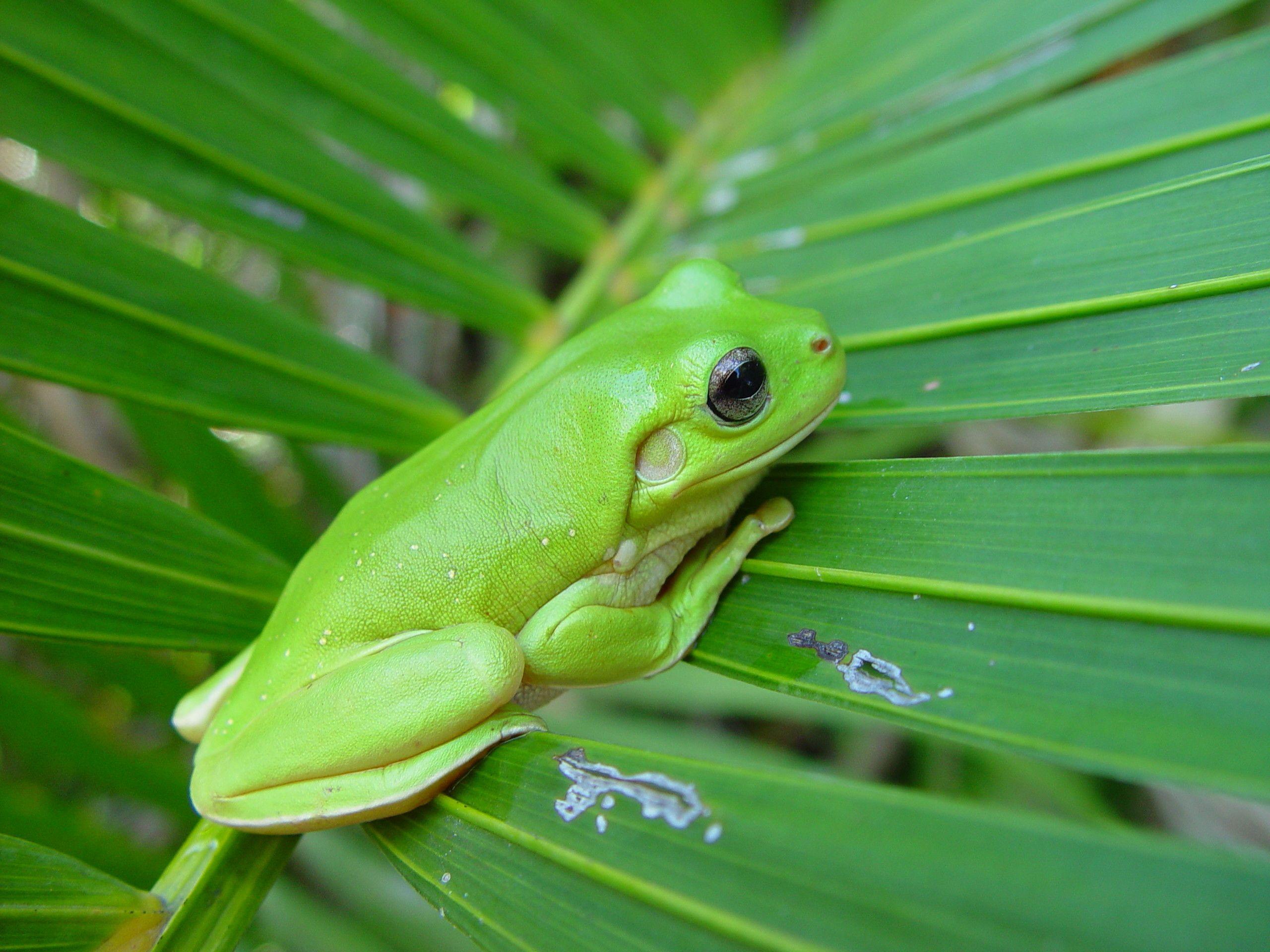 Green Frog Wallpapers - Top Free Green Frog Backgrounds - WallpaperAccess