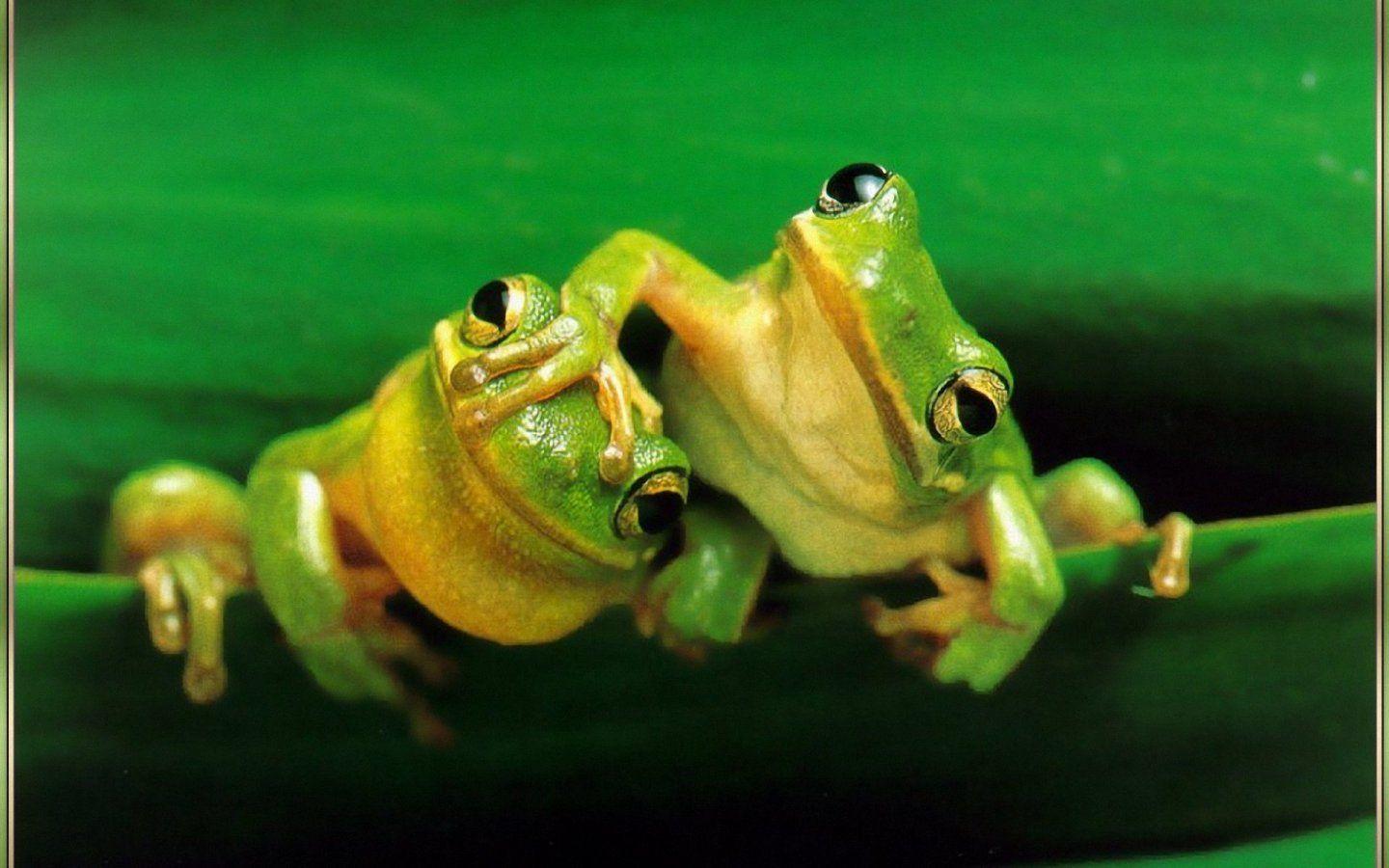 Green Frog Wallpapers - Top Free Green Frog Backgrounds - WallpaperAccess