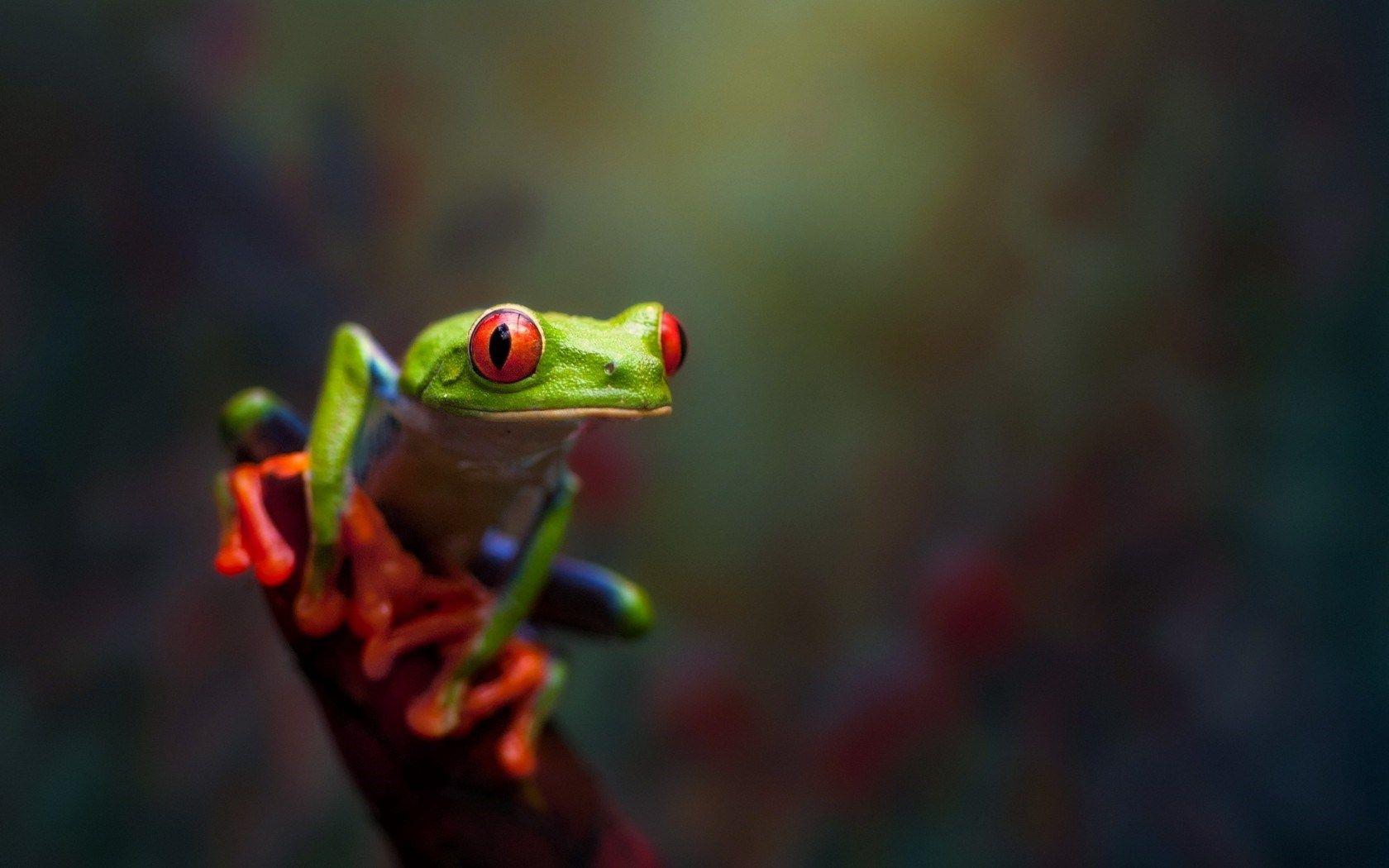 Green Frog Wallpapers - Top Free Green Frog Backgrounds - WallpaperAccess
