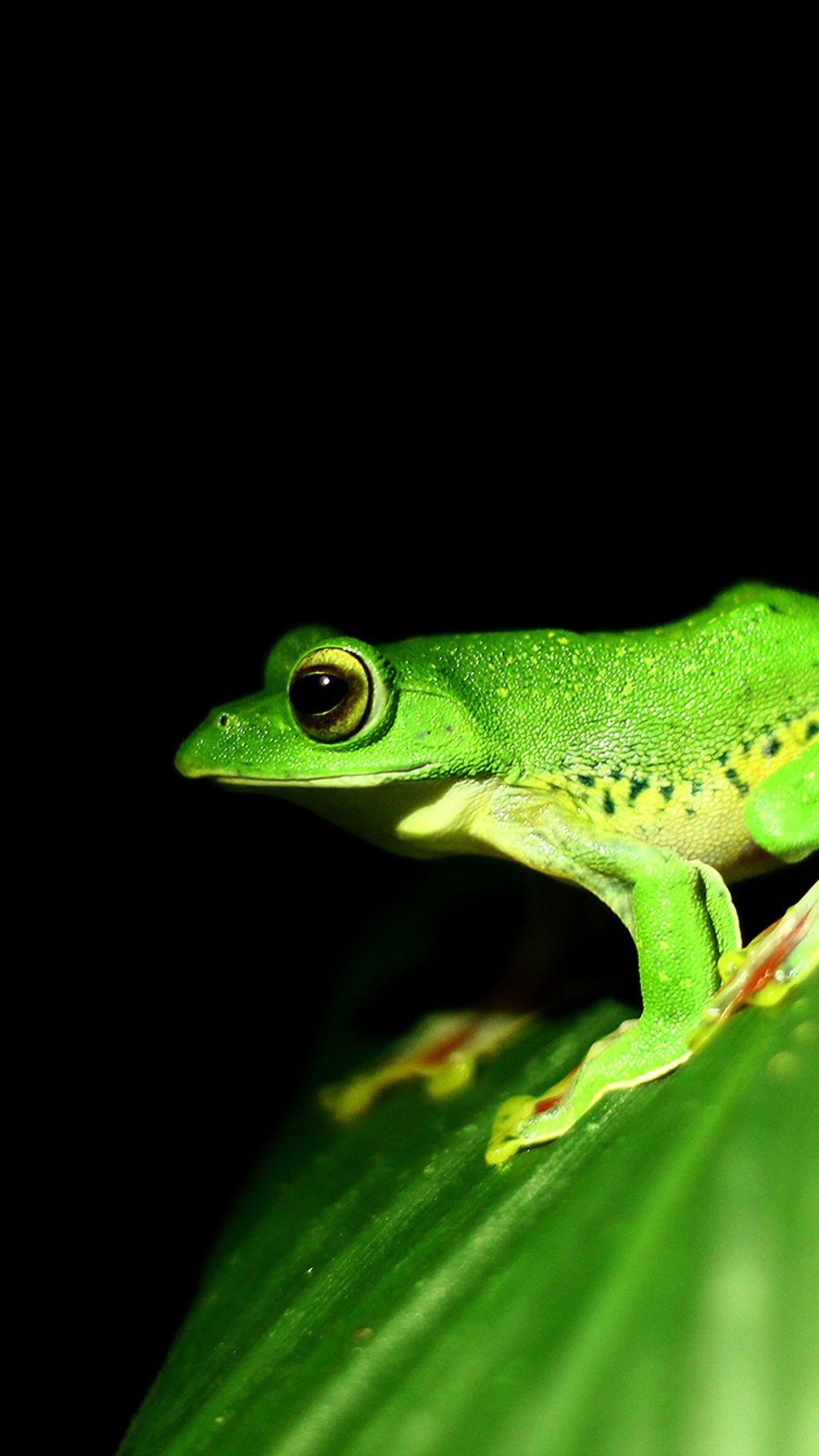 Green Frog Wallpapers - Top Free Green Frog Backgrounds - WallpaperAccess