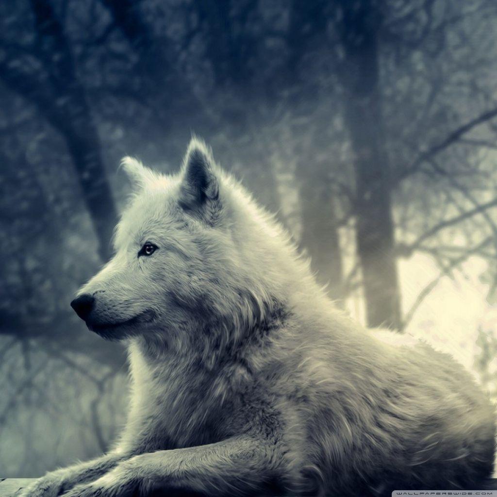 Wolf Tablet Wallpapers - Top Free Wolf Tablet Backgrounds - WallpaperAccess