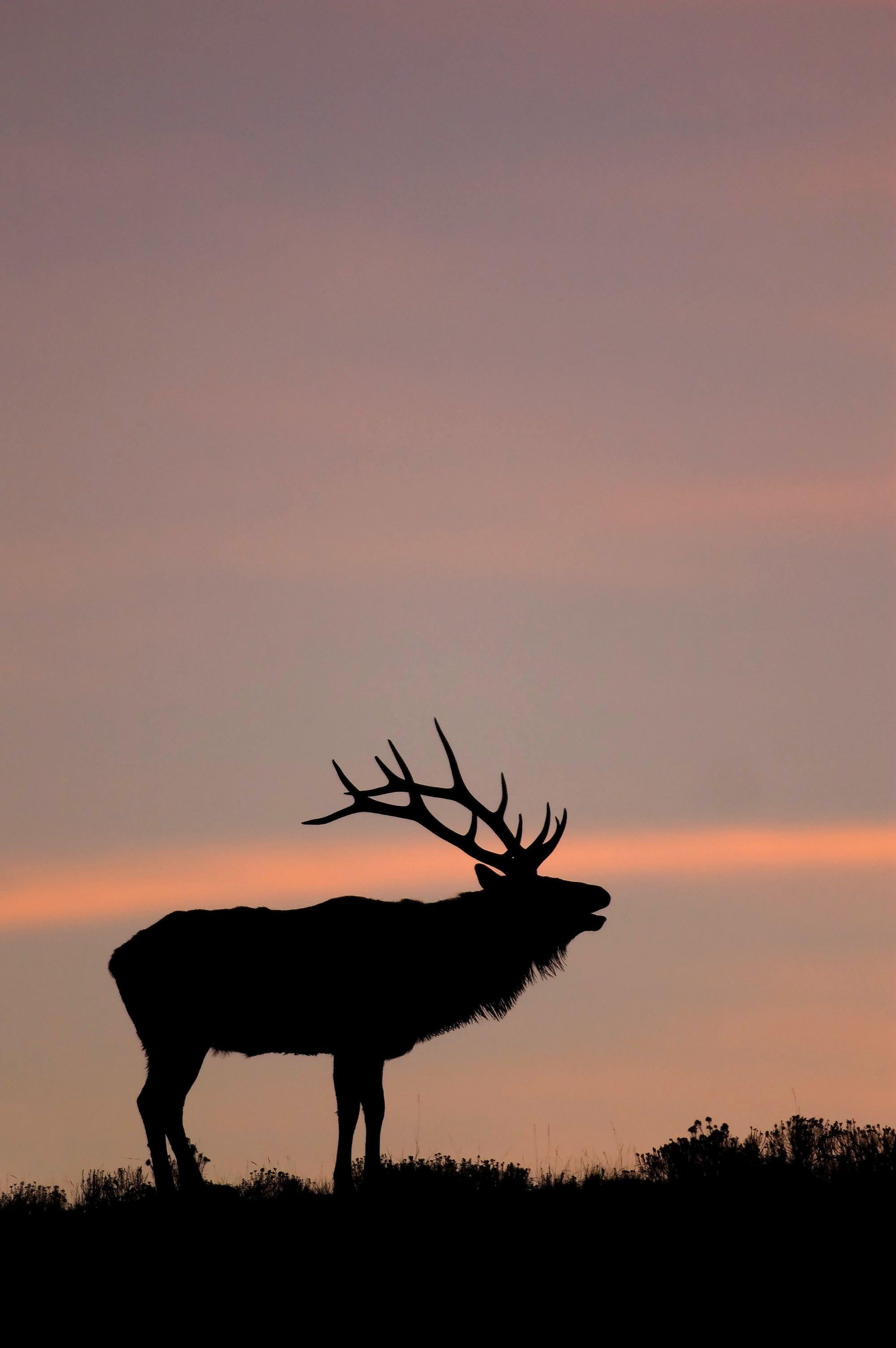 Elk Sunset Wallpapers - Top Free Elk Sunset Backgrounds - WallpaperAccess
