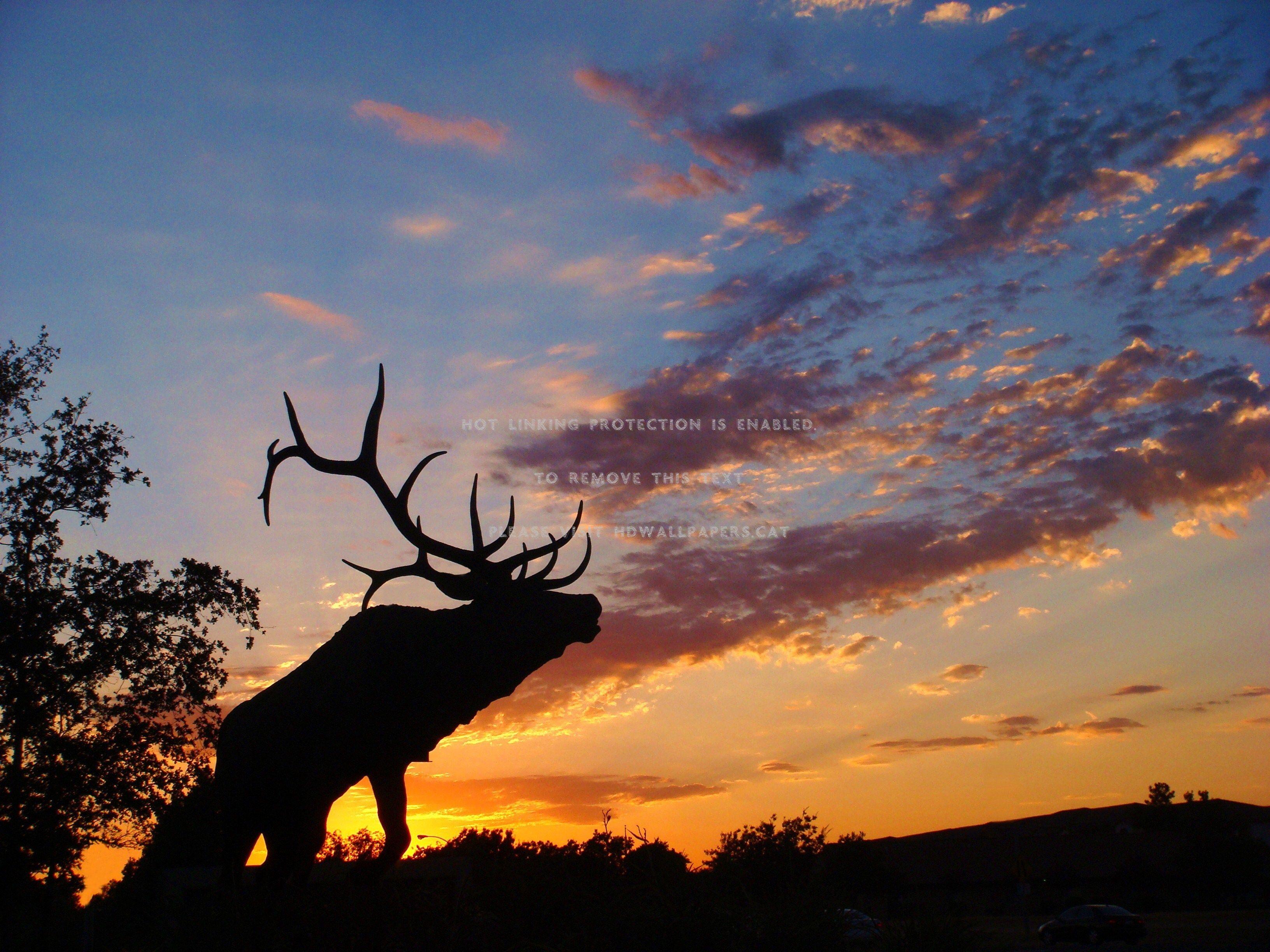Elk Sunset Wallpapers - Top Free Elk Sunset Backgrounds - WallpaperAccess