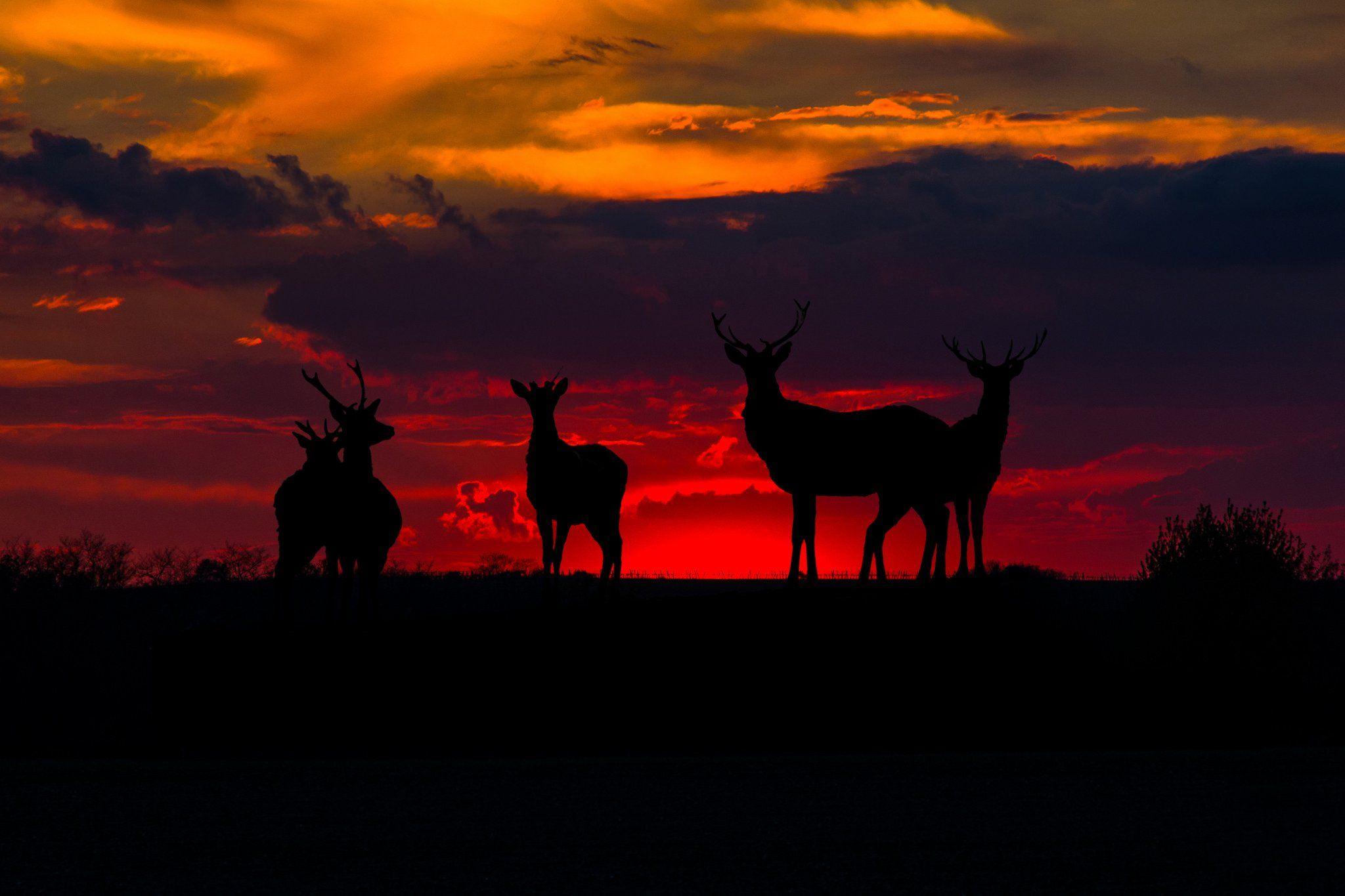 Elk Sunset Wallpapers - Top Free Elk Sunset Backgrounds - WallpaperAccess