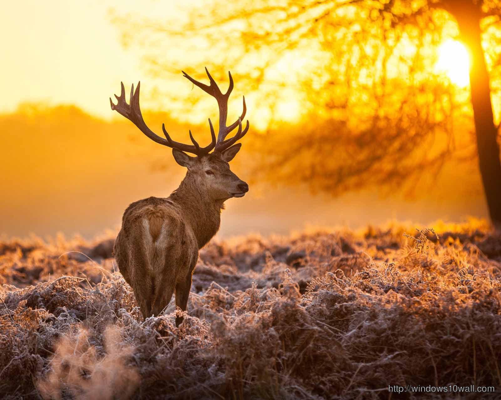 Elk Sunset Wallpapers - Top Free Elk Sunset Backgrounds - WallpaperAccess