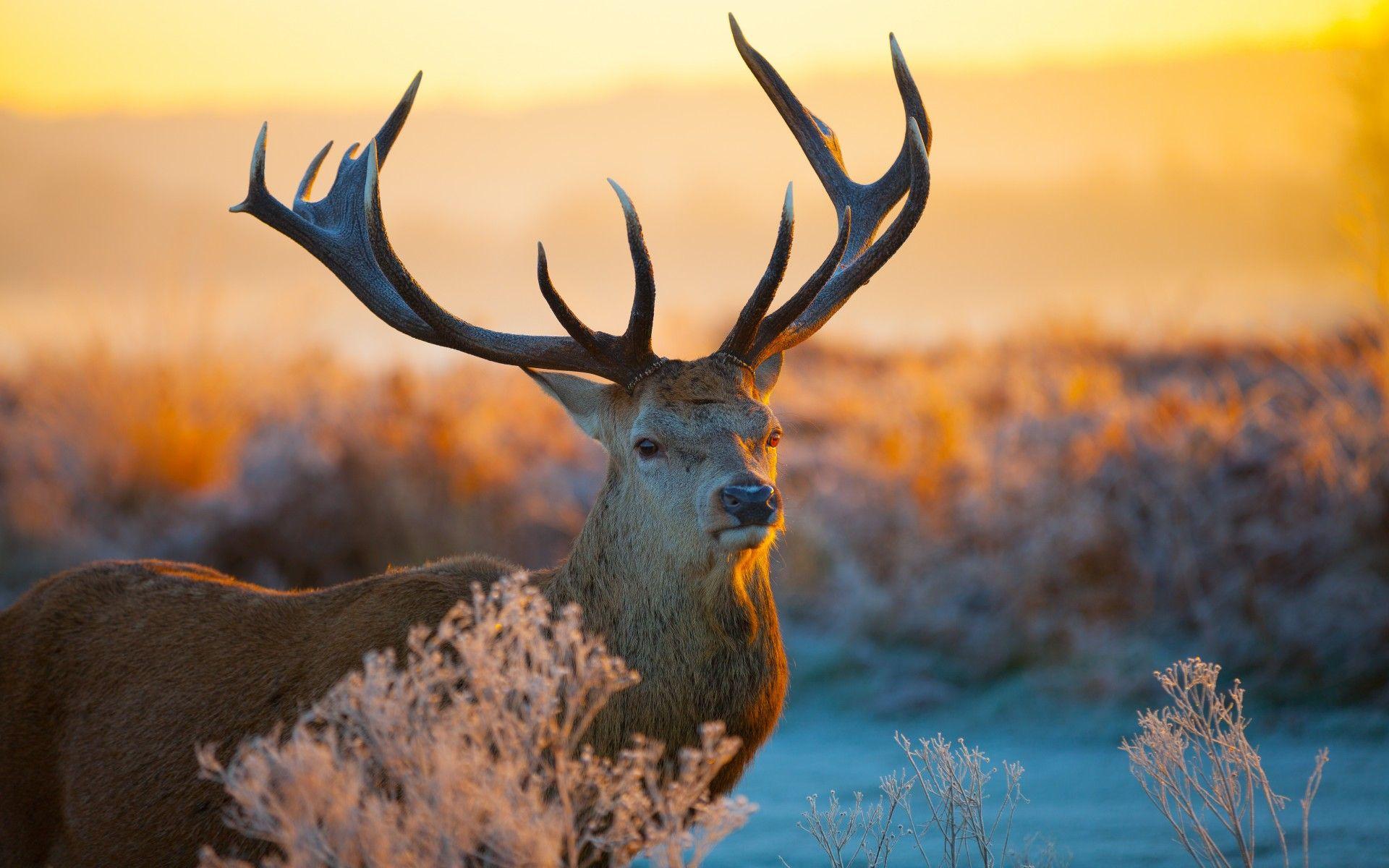 Elk Sunset Wallpapers - Top Free Elk Sunset Backgrounds - WallpaperAccess