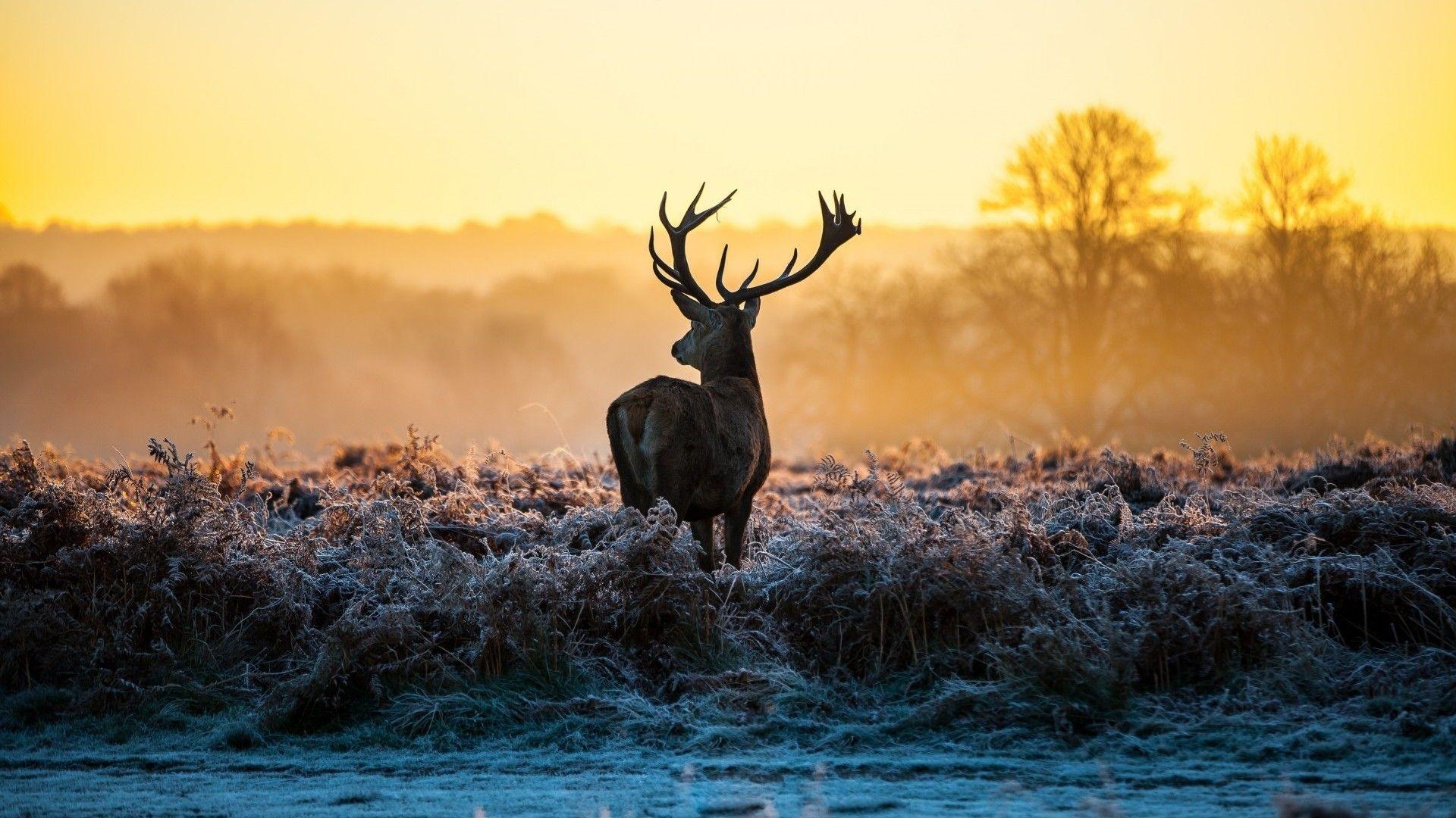 Elk Sunset Wallpapers - Top Free Elk Sunset Backgrounds - WallpaperAccess