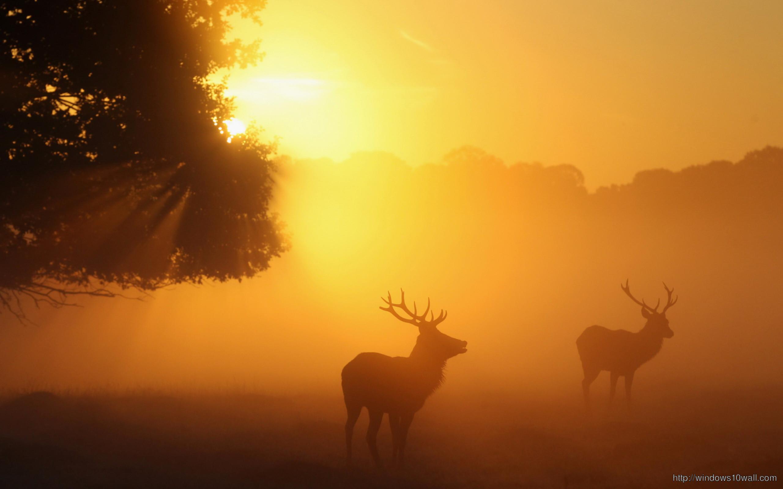 Elk Sunset Wallpapers - Top Free Elk Sunset Backgrounds - WallpaperAccess