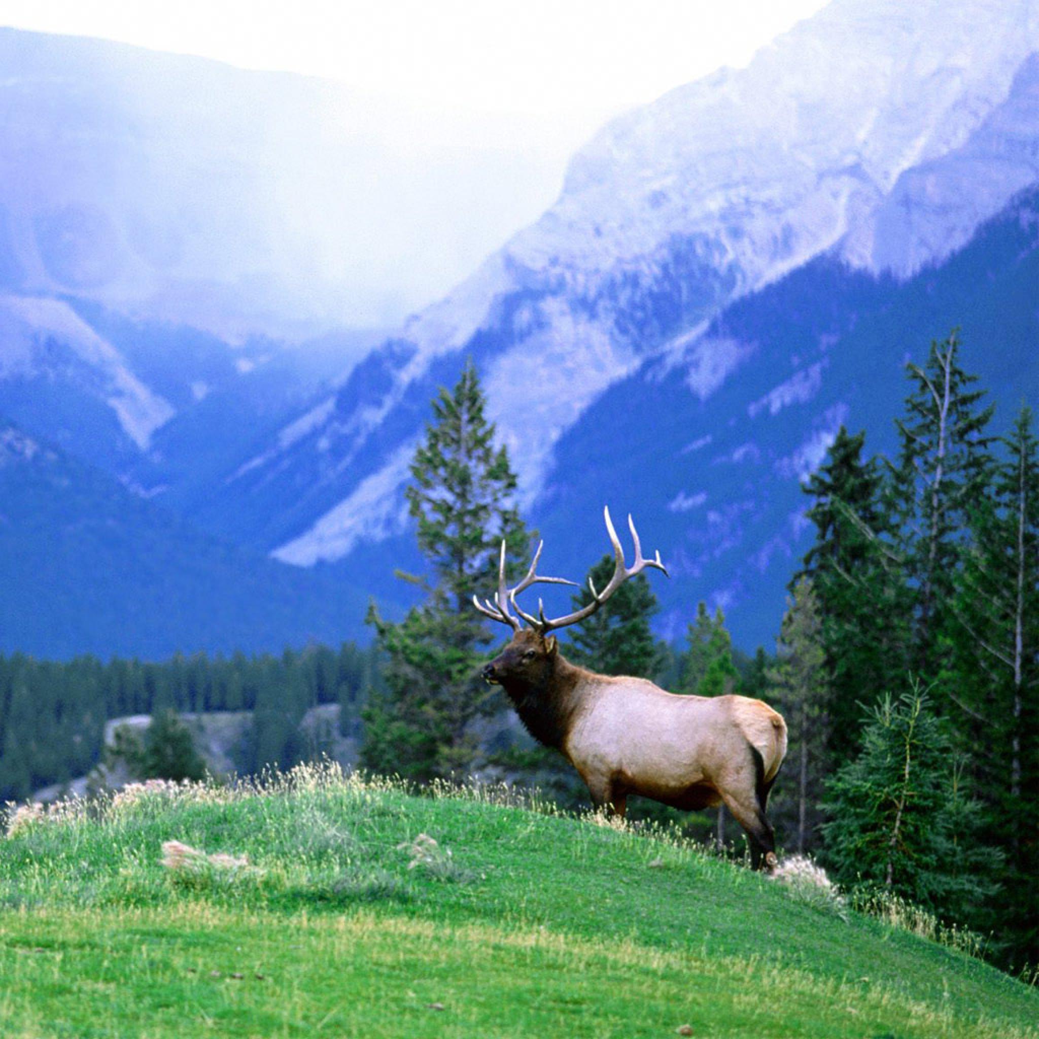 Elk Sunset Wallpapers - Top Free Elk Sunset Backgrounds - WallpaperAccess