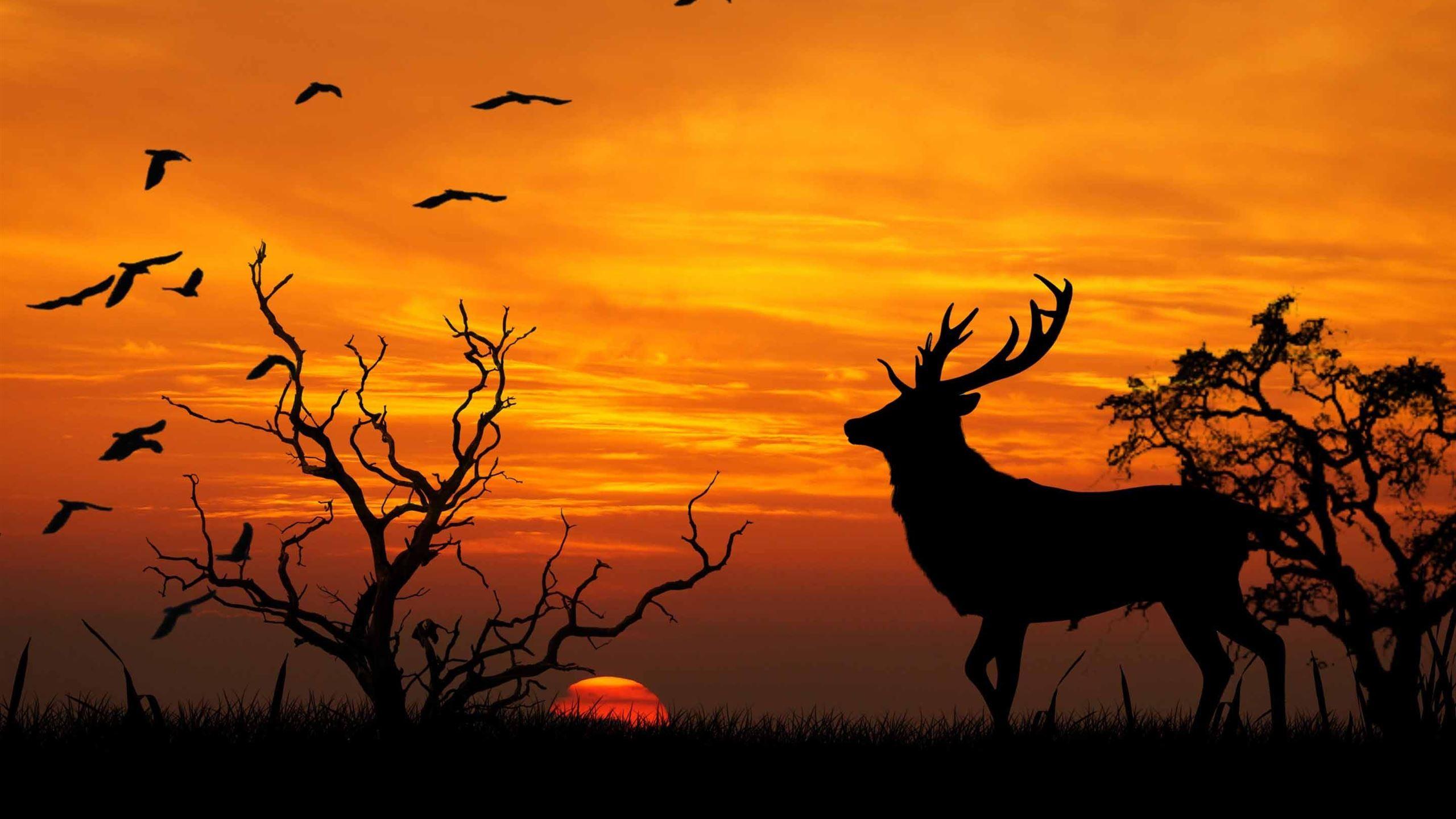 Elk Sunset Wallpapers - Top Free Elk Sunset Backgrounds - WallpaperAccess
