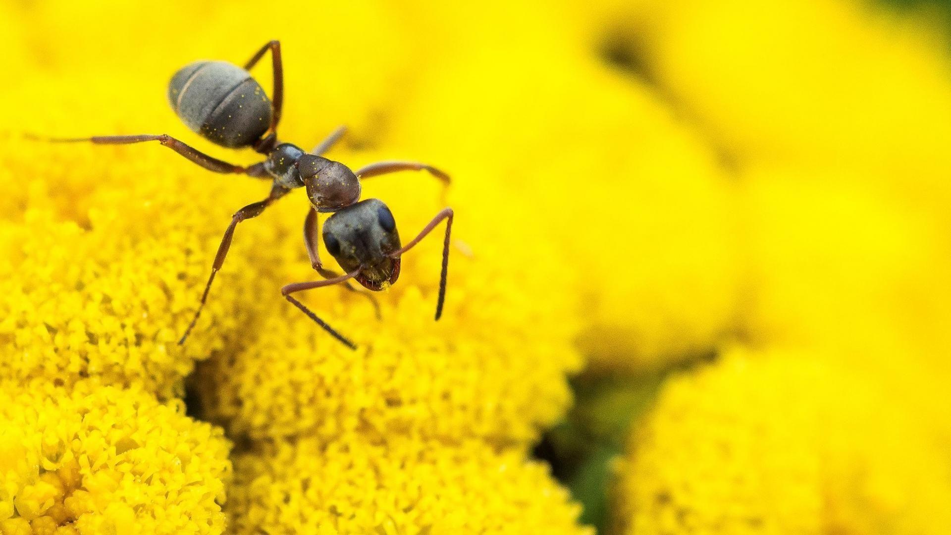 Micro Wallpapers - Top Free Micro Backgrounds - WallpaperAccess