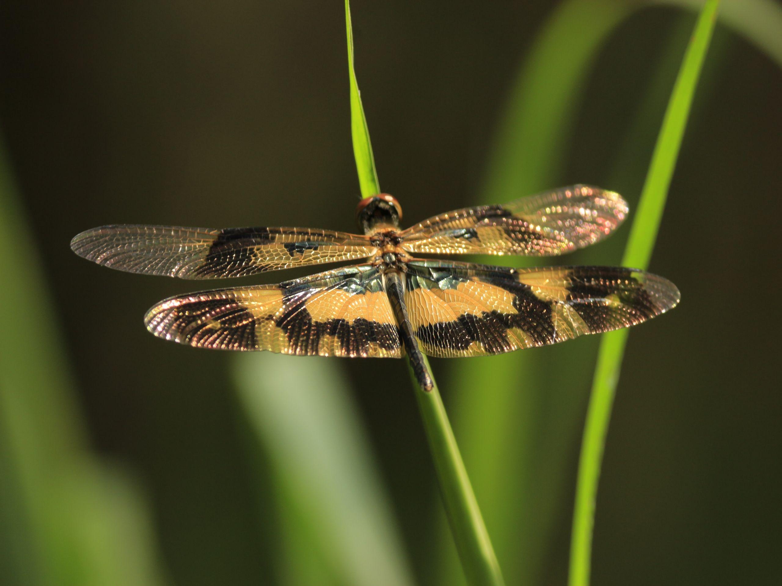 Micro Wallpapers - Top Free Micro Backgrounds - WallpaperAccess