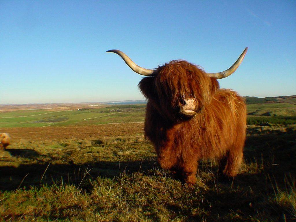 Highland Cow Wallpapers - Top Free Highland Cow Backgrounds ...