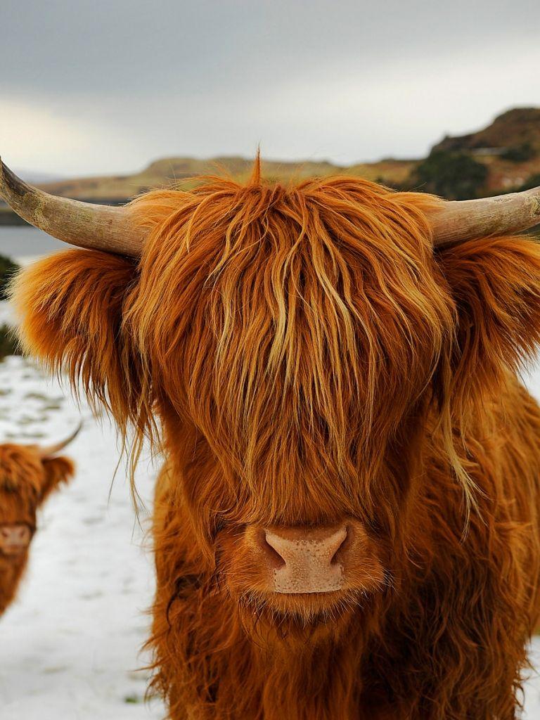 Highland Cow Wallpapers - Top Free Highland Cow Backgrounds ...