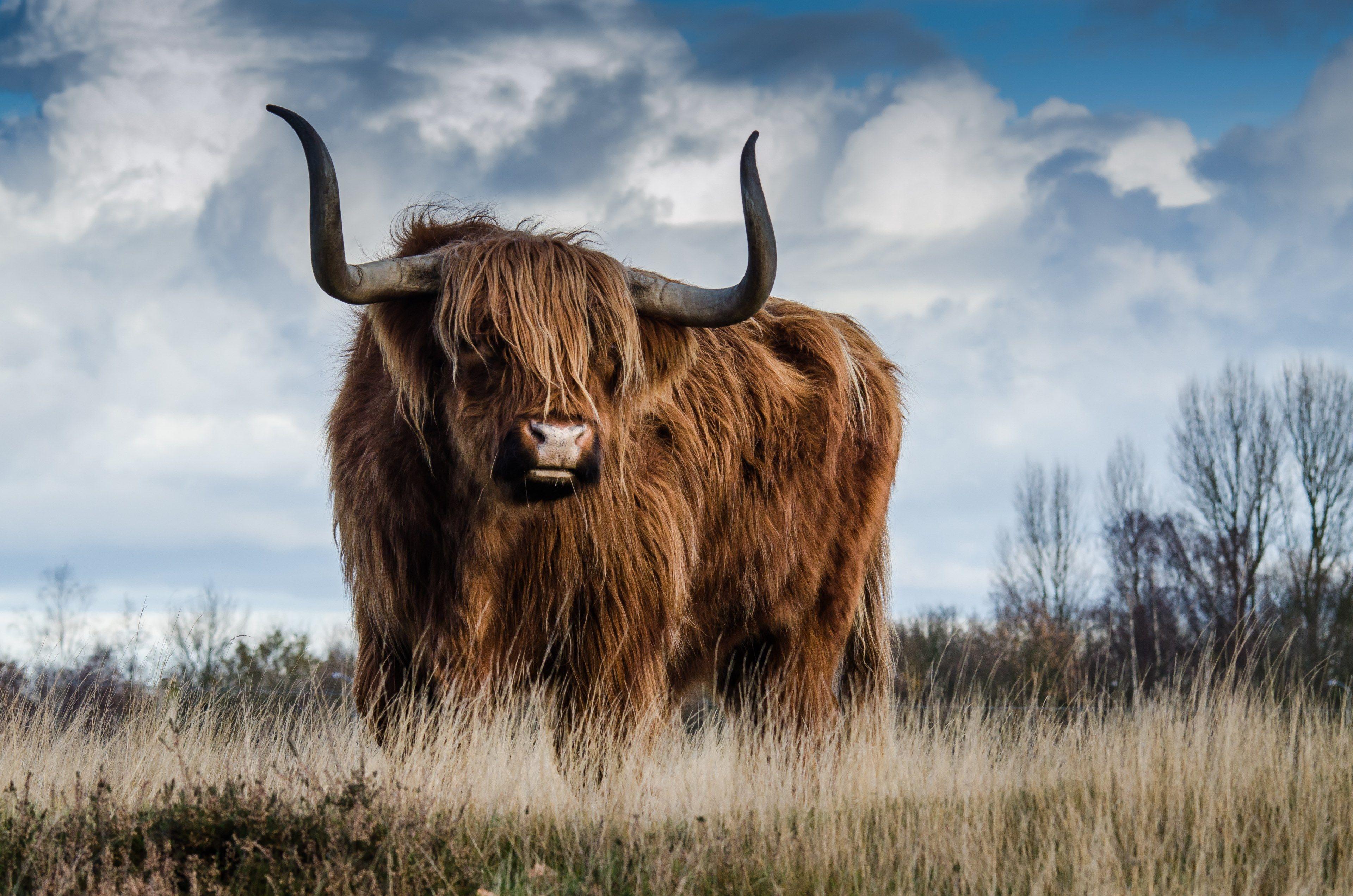 Highland Cow Wallpapers - Top Free Highland Cow Backgrounds ...