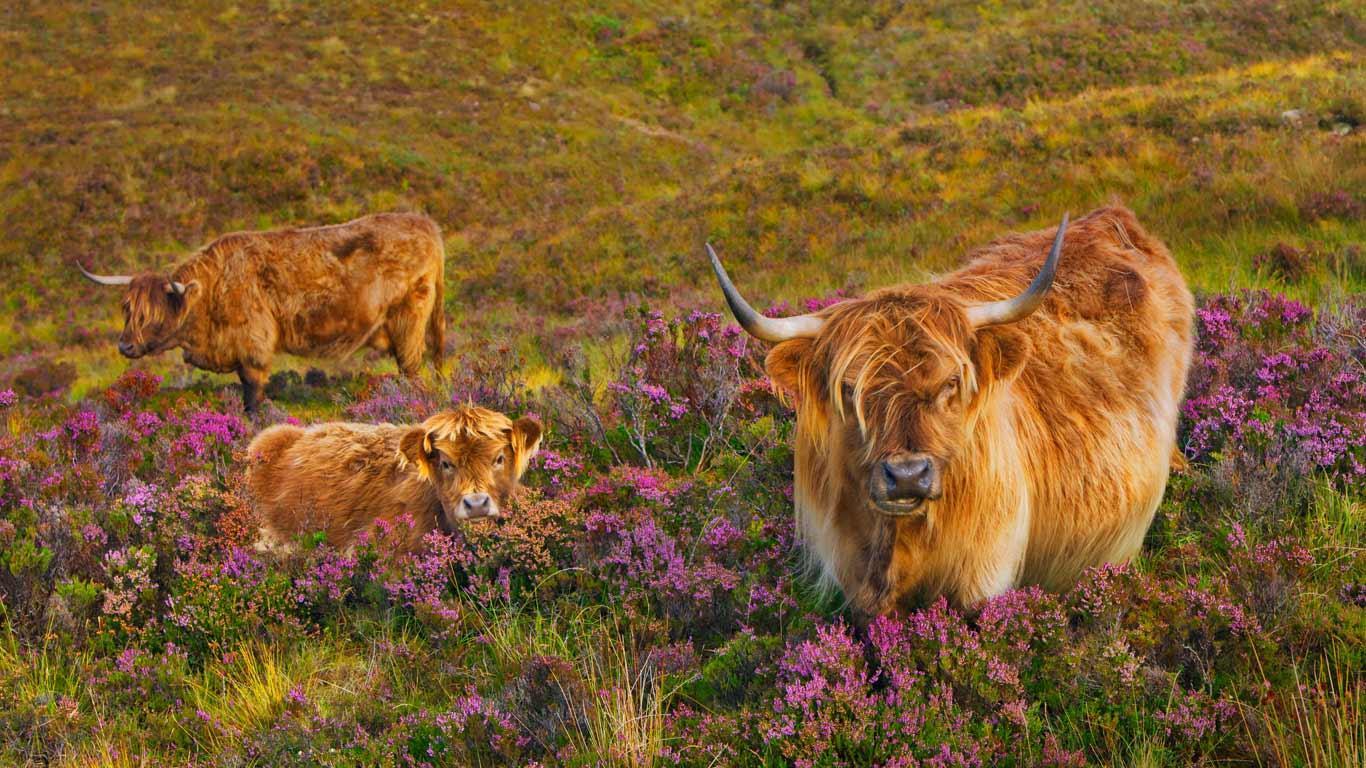 Highland Cow Wallpapers - Top Free Highland Cow Backgrounds ...