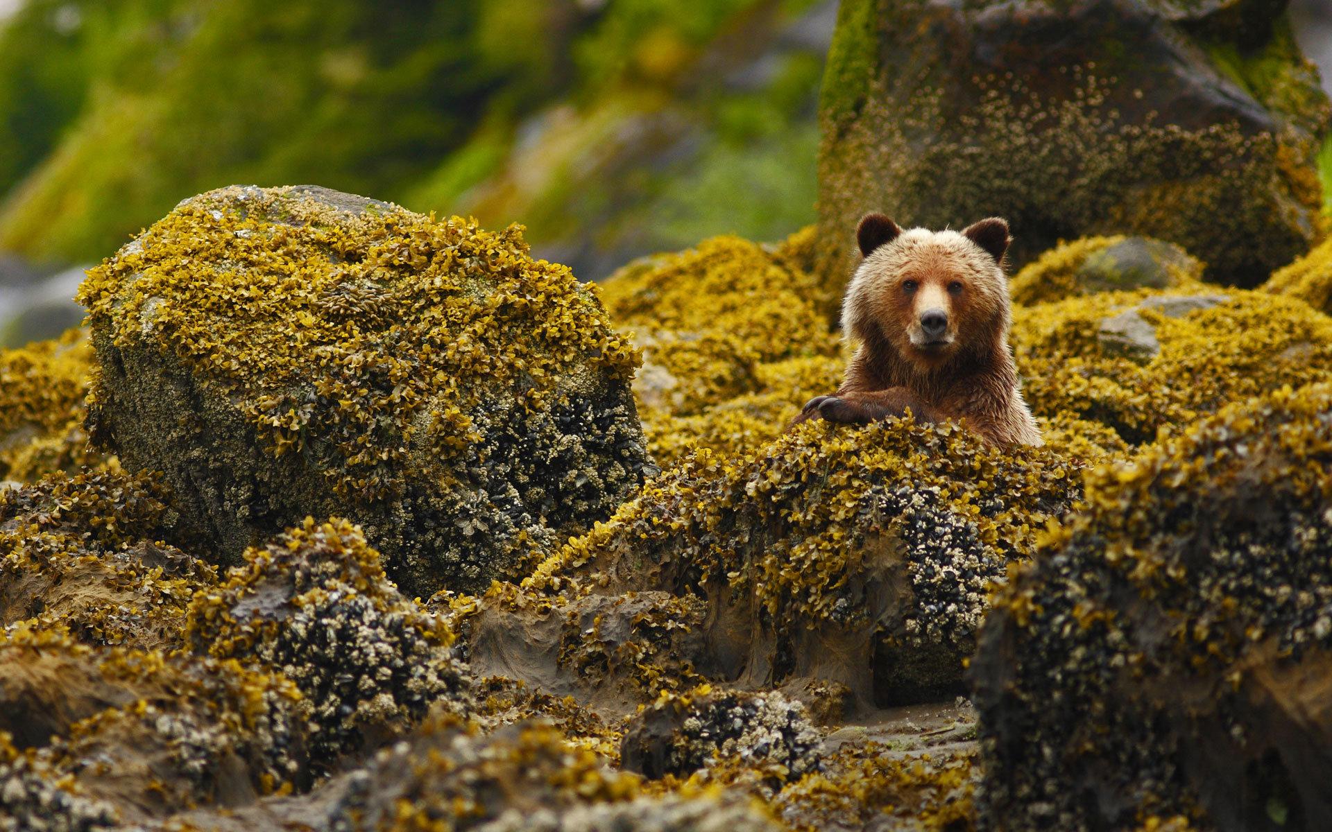 Brown Bear Wallpapers - Top Free Brown Bear Backgrounds - WallpaperAccess
