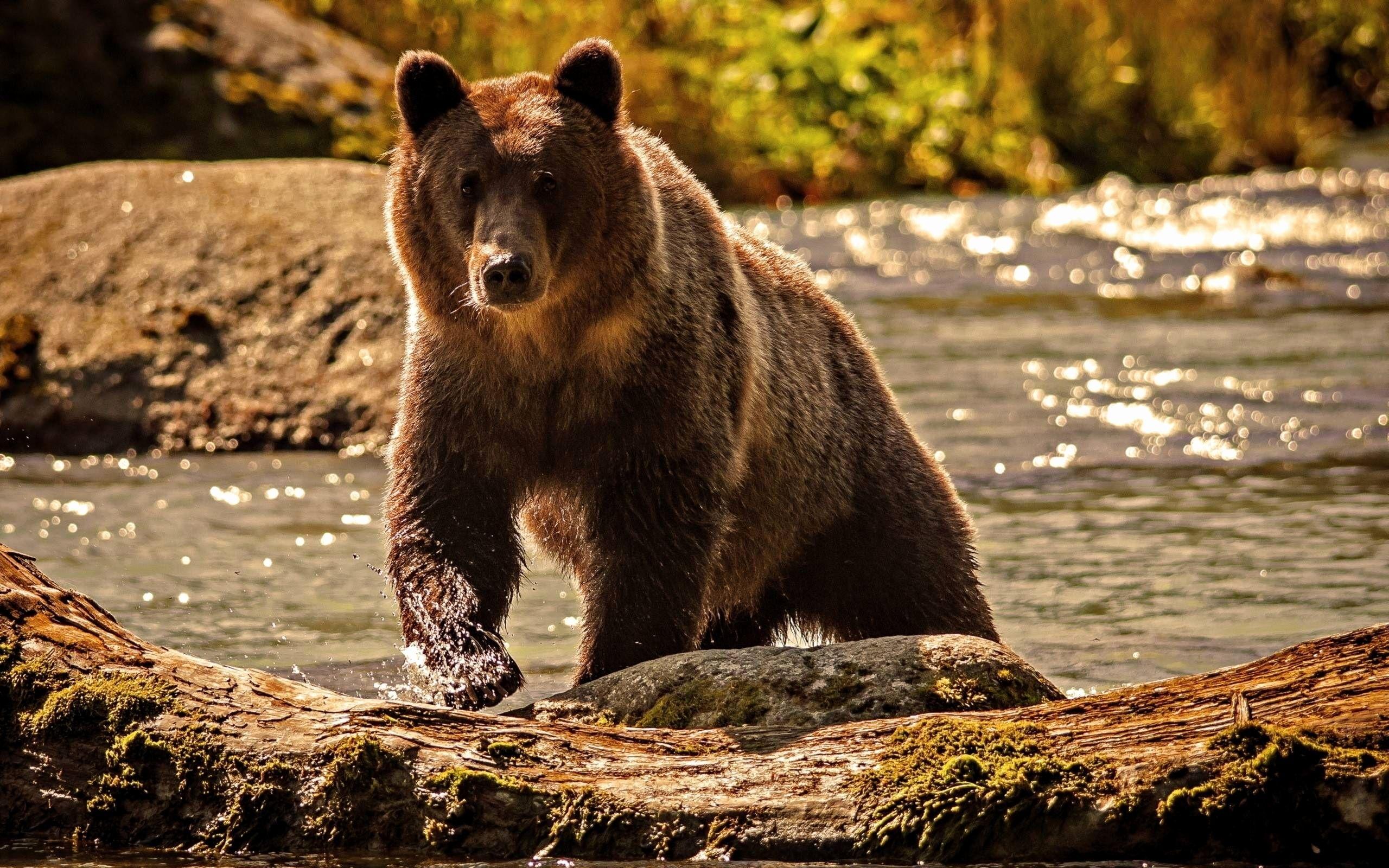 Brown Bear Wallpapers - Top Free Brown Bear Backgrounds - WallpaperAccess