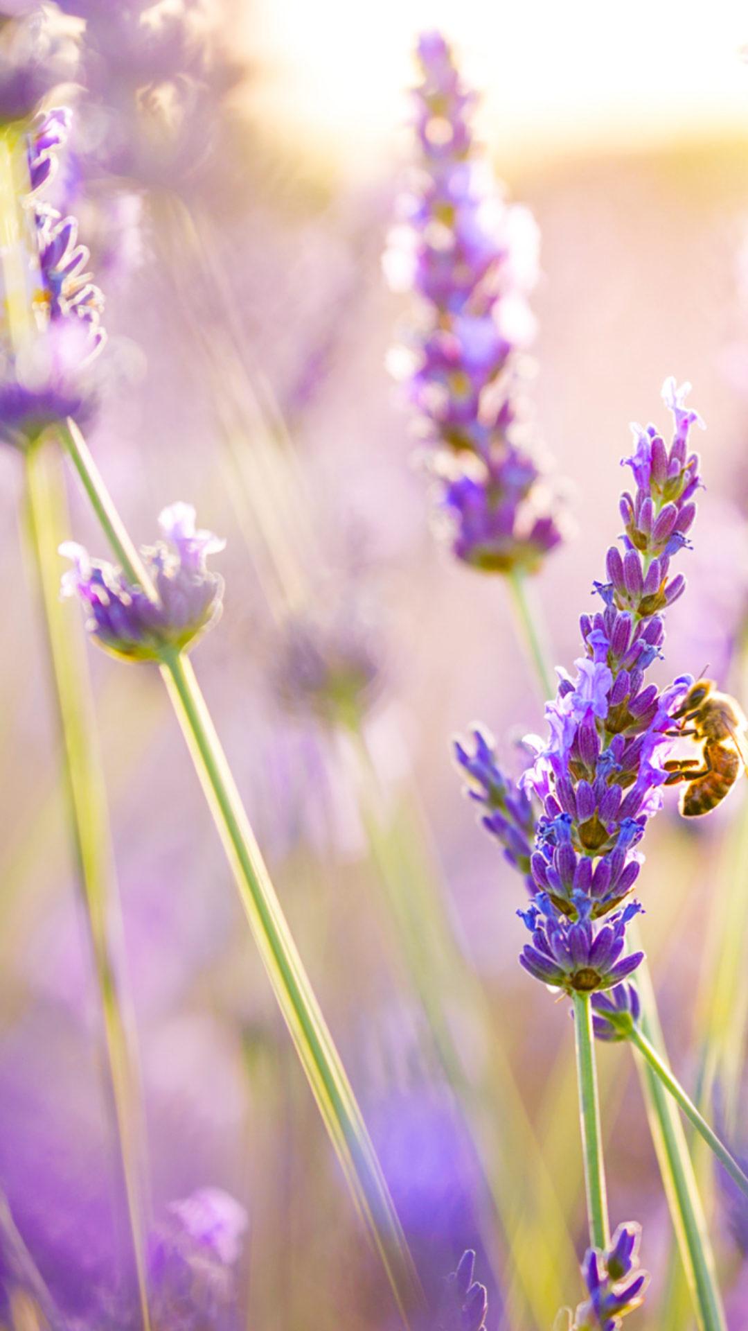 Lavender HD Wallpapers - Top Free Lavender HD Backgrounds - WallpaperAccess