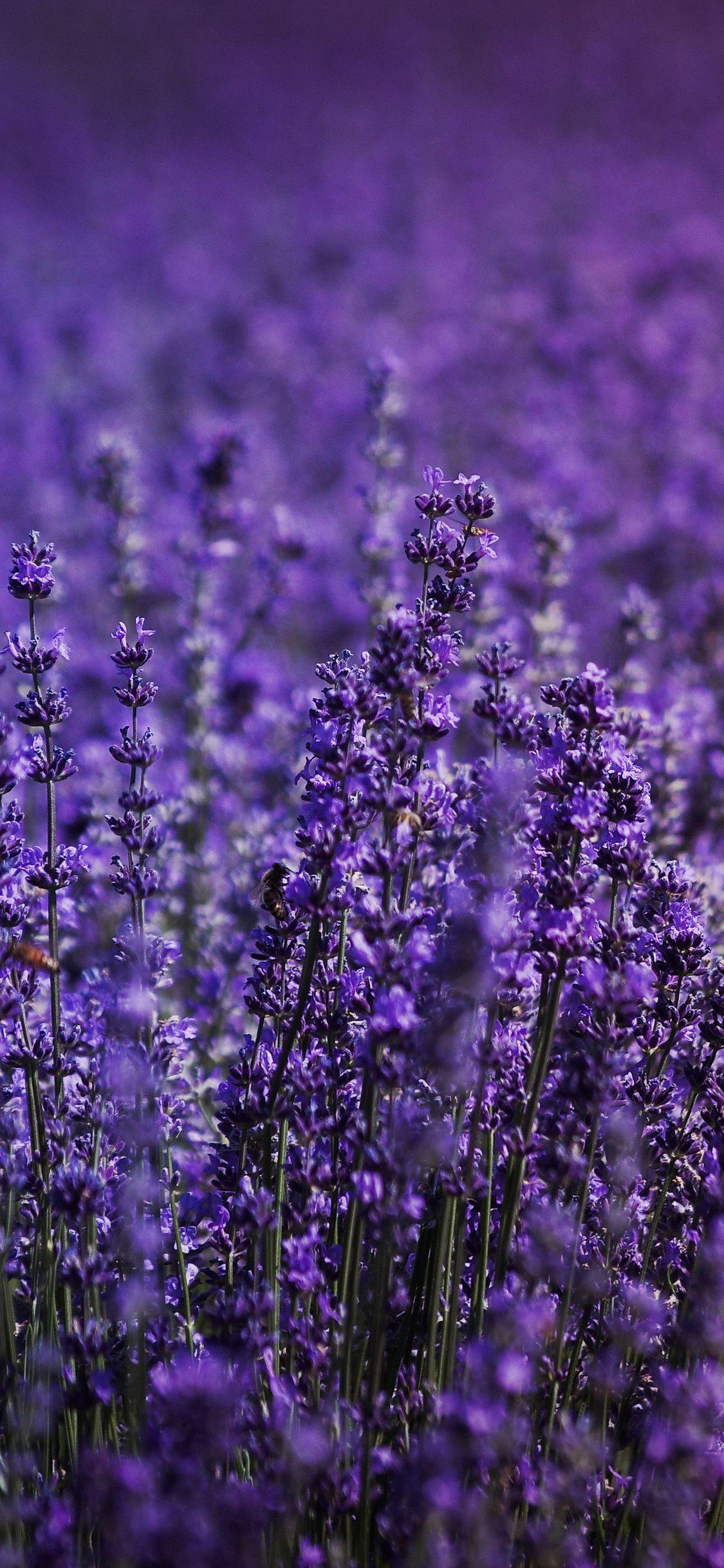 Lavender HD Wallpapers - Top Free Lavender HD Backgrounds - WallpaperAccess