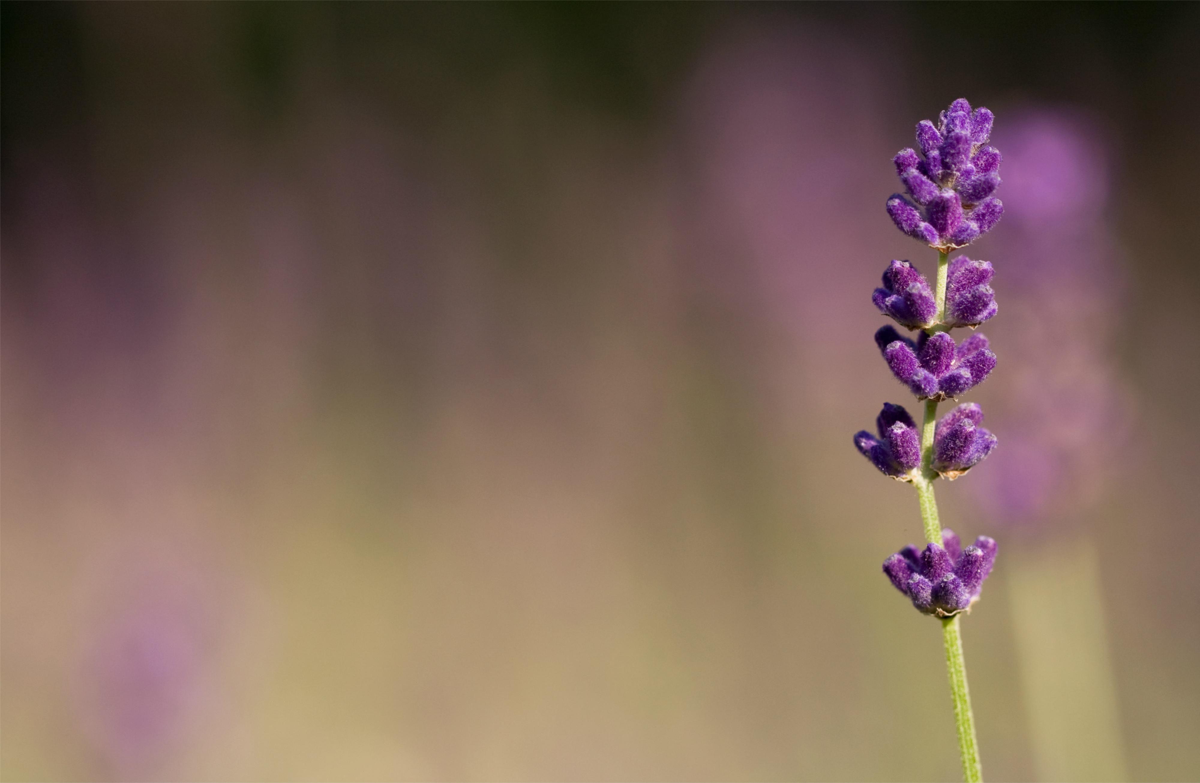Lavender HD Wallpapers - Top Free Lavender HD Backgrounds - WallpaperAccess