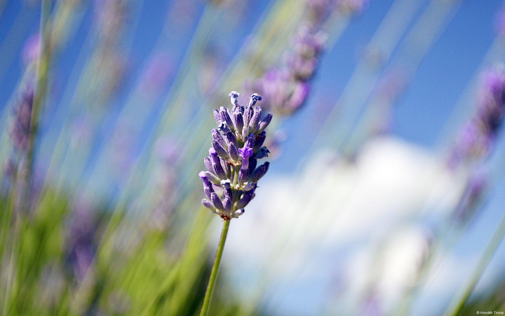 Lavender HD Wallpapers - Top Free Lavender HD Backgrounds - WallpaperAccess