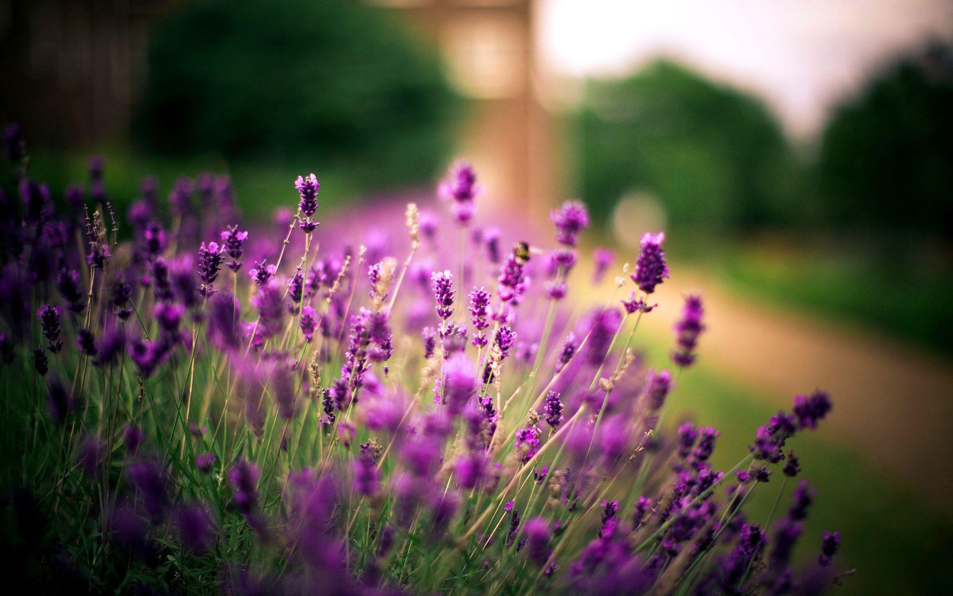Lavender HD Wallpapers - Top Free Lavender HD Backgrounds - WallpaperAccess
