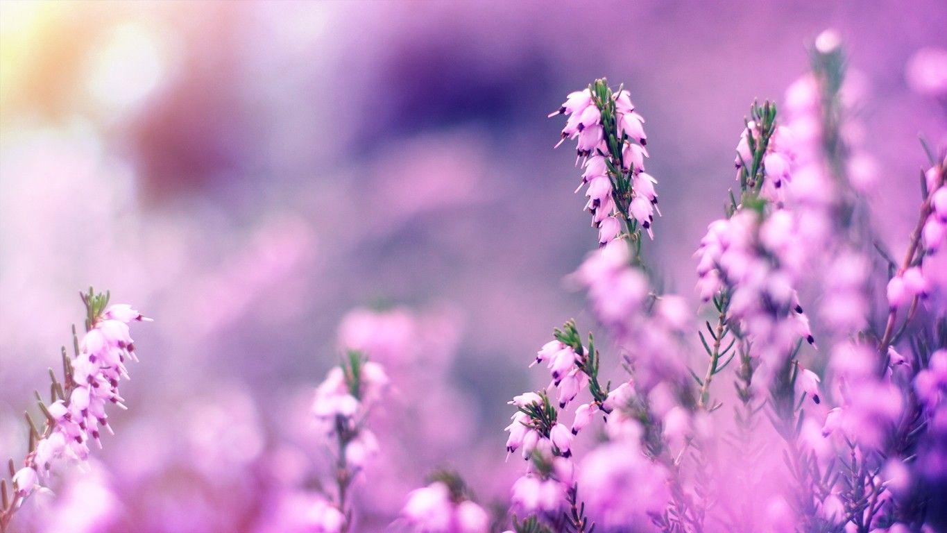 Lavender HD Wallpapers - Top Free Lavender HD Backgrounds - WallpaperAccess