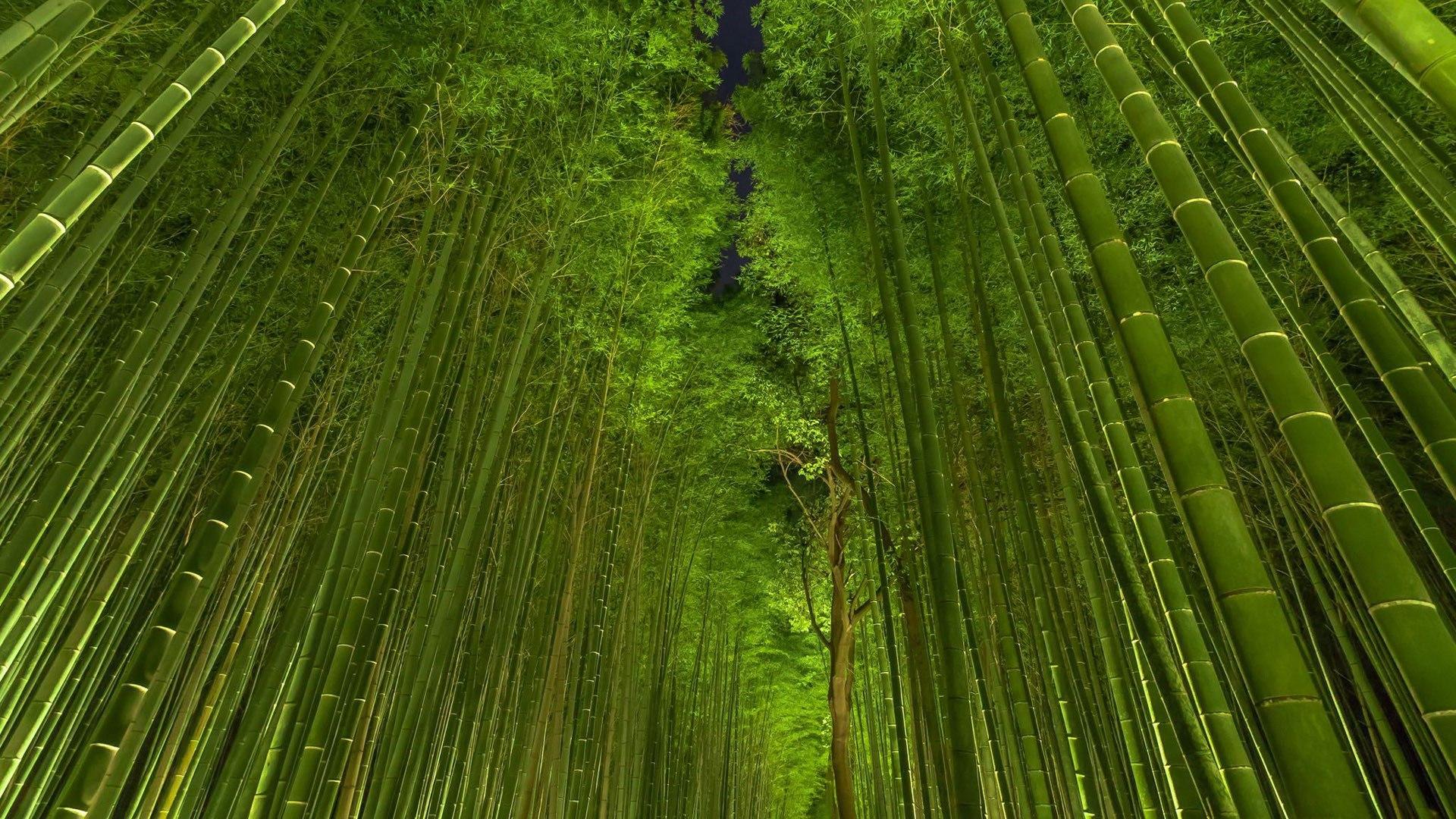Green Bamboo Wallpapers - Top Free Green Bamboo Backgrounds ...