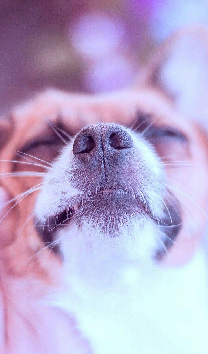 Purple Dog Wallpapers - Top Free Purple Dog Backgrounds - WallpaperAccess