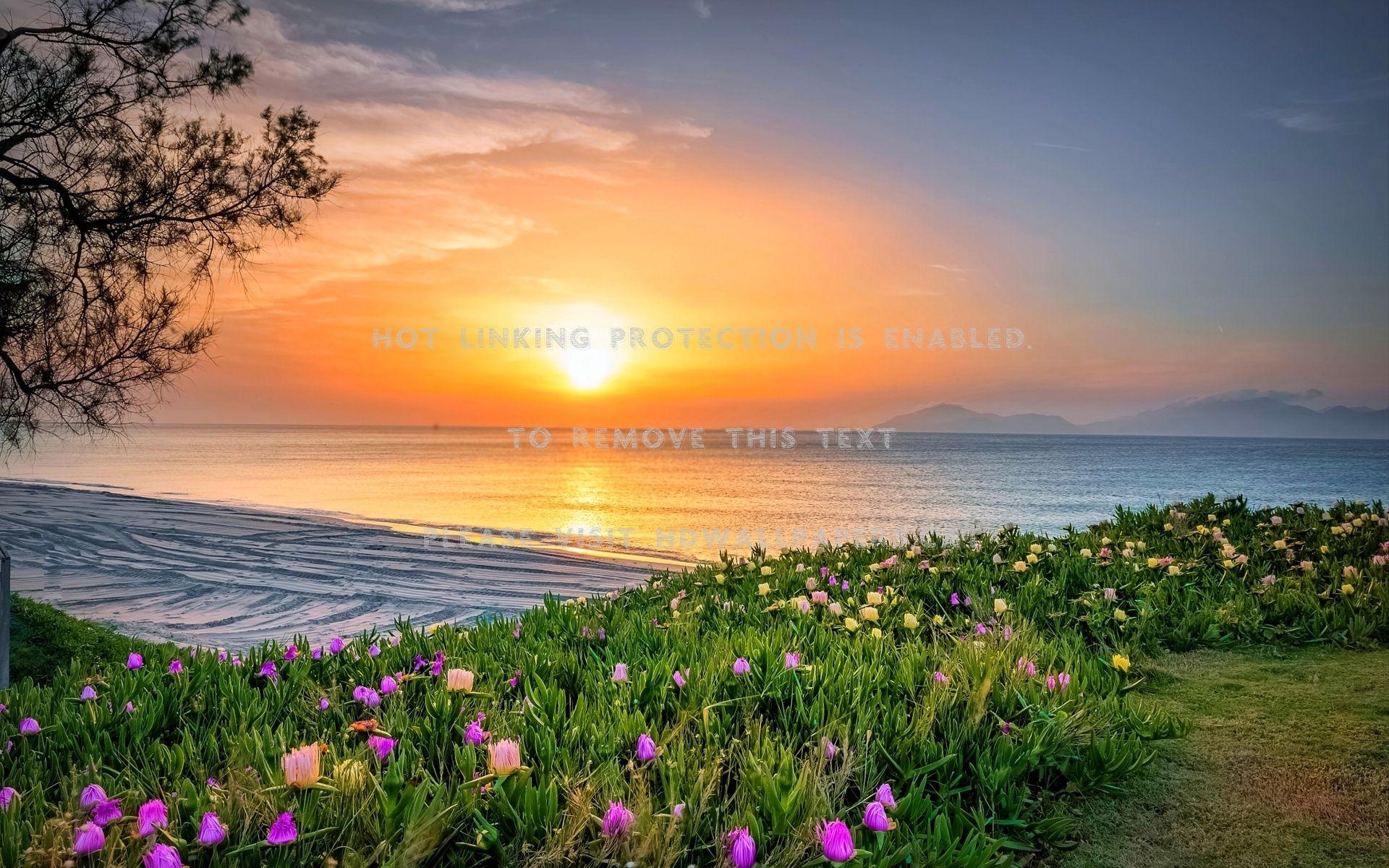 Sunset Beach Grass Wallpapers - Top Free Sunset Beach Grass Backgrounds ...