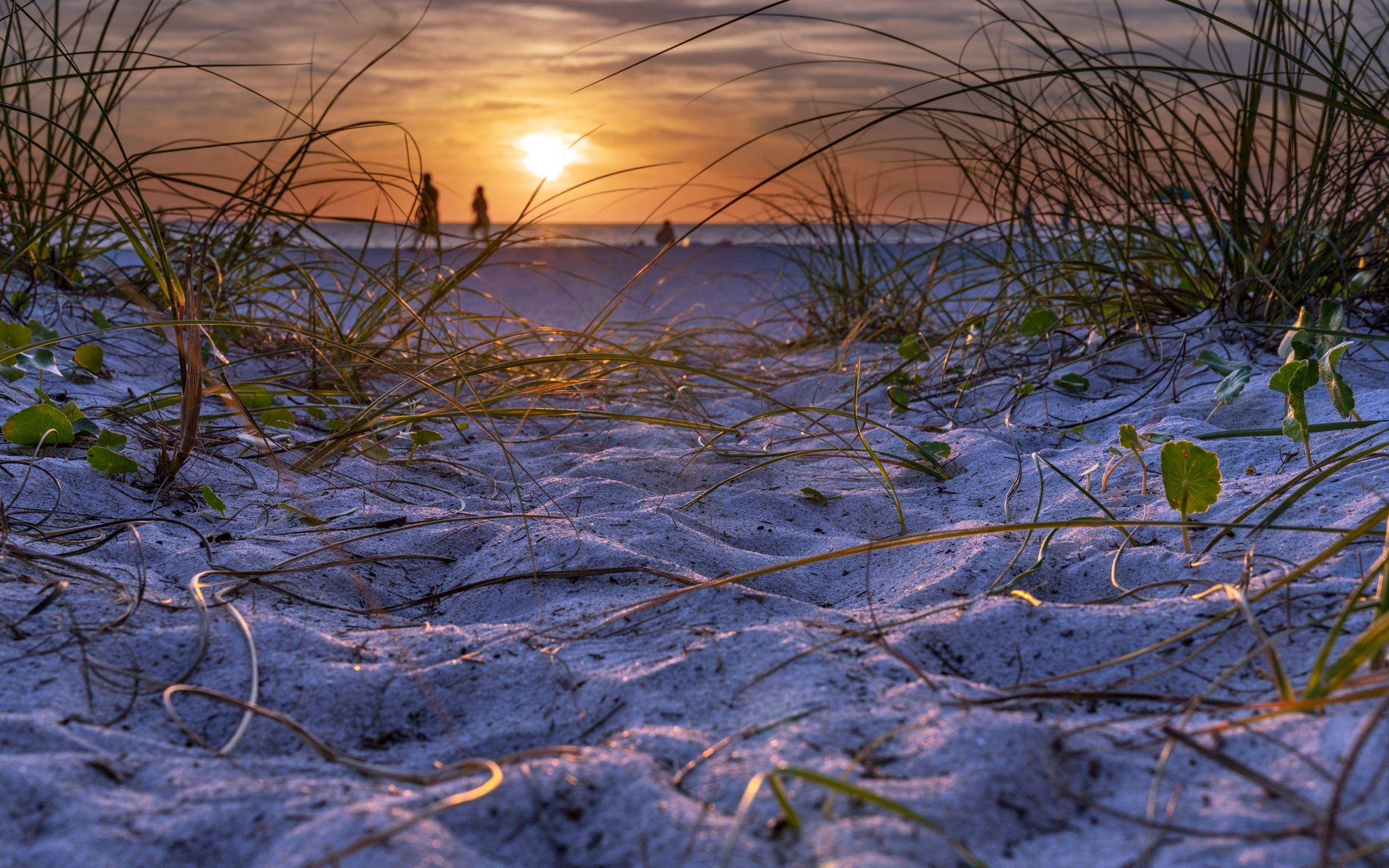 Sunset Beach Grass Wallpapers - Top Free Sunset Beach Grass Backgrounds ...