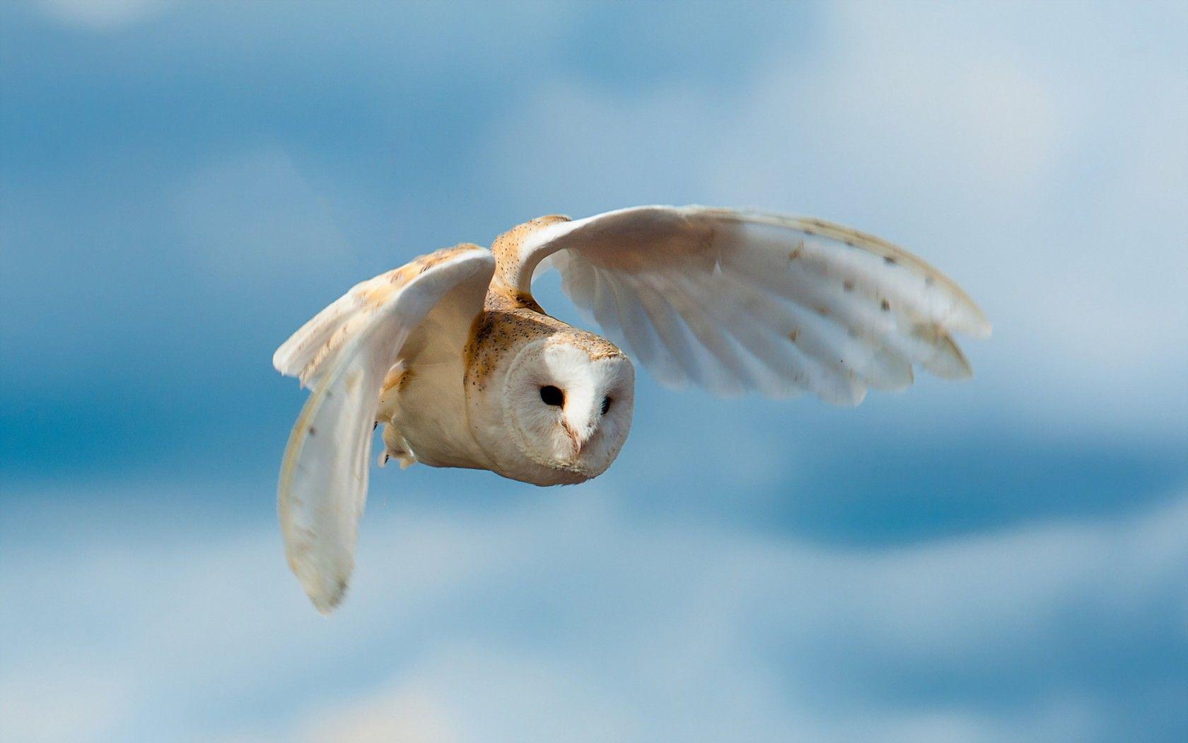 Flying Owl Wallpapers - Top Free Flying Owl Backgrounds - WallpaperAccess