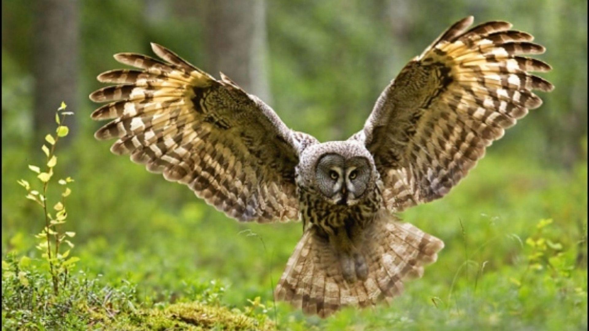 Flying Owl Wallpapers - Top Free Flying Owl Backgrounds - WallpaperAccess