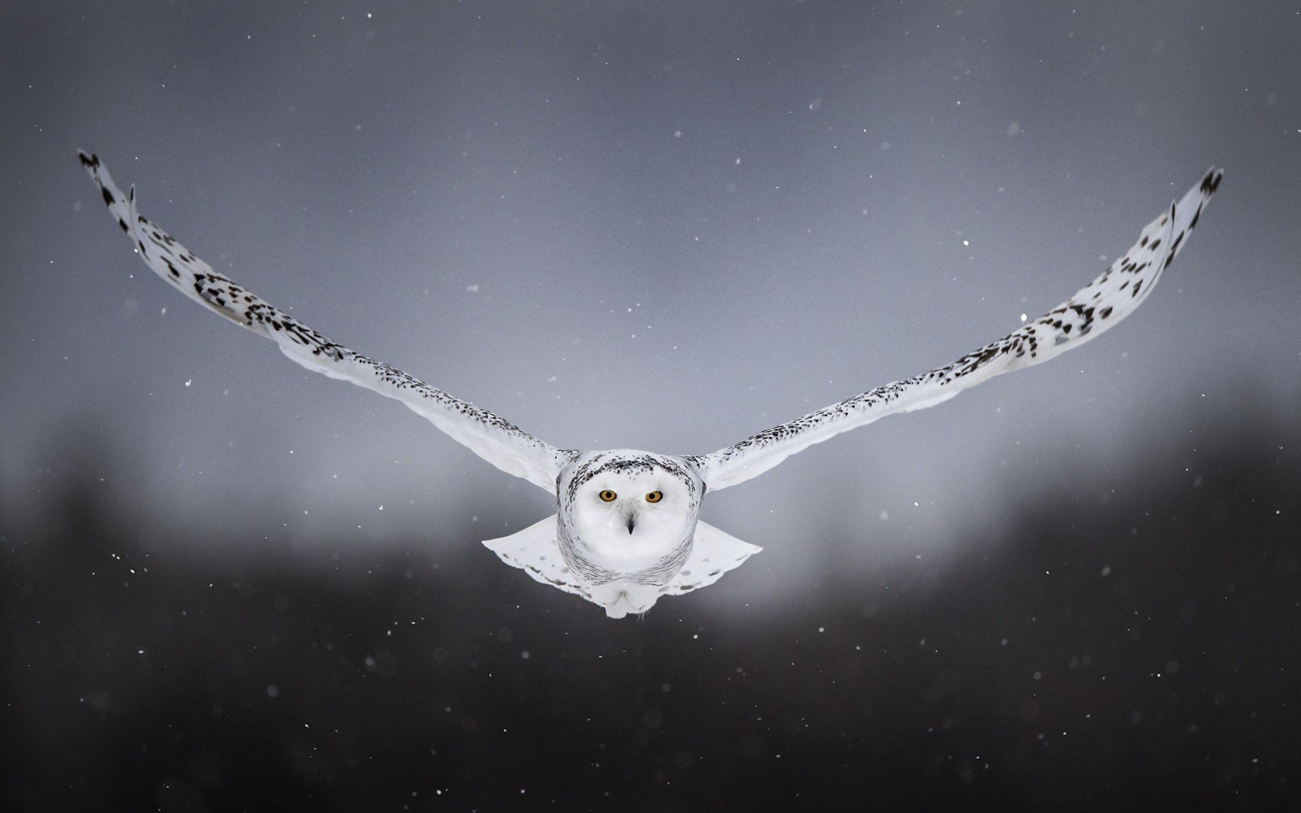 Flying Owl Wallpapers - Top Free Flying Owl Backgrounds - WallpaperAccess