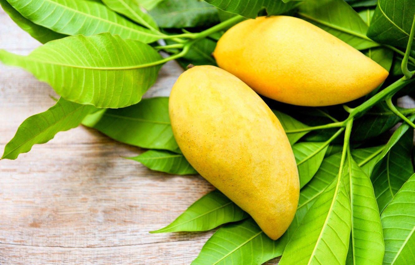 Mango Tree Wallpapers - Top Free Mango Tree Backgrounds - WallpaperAccess