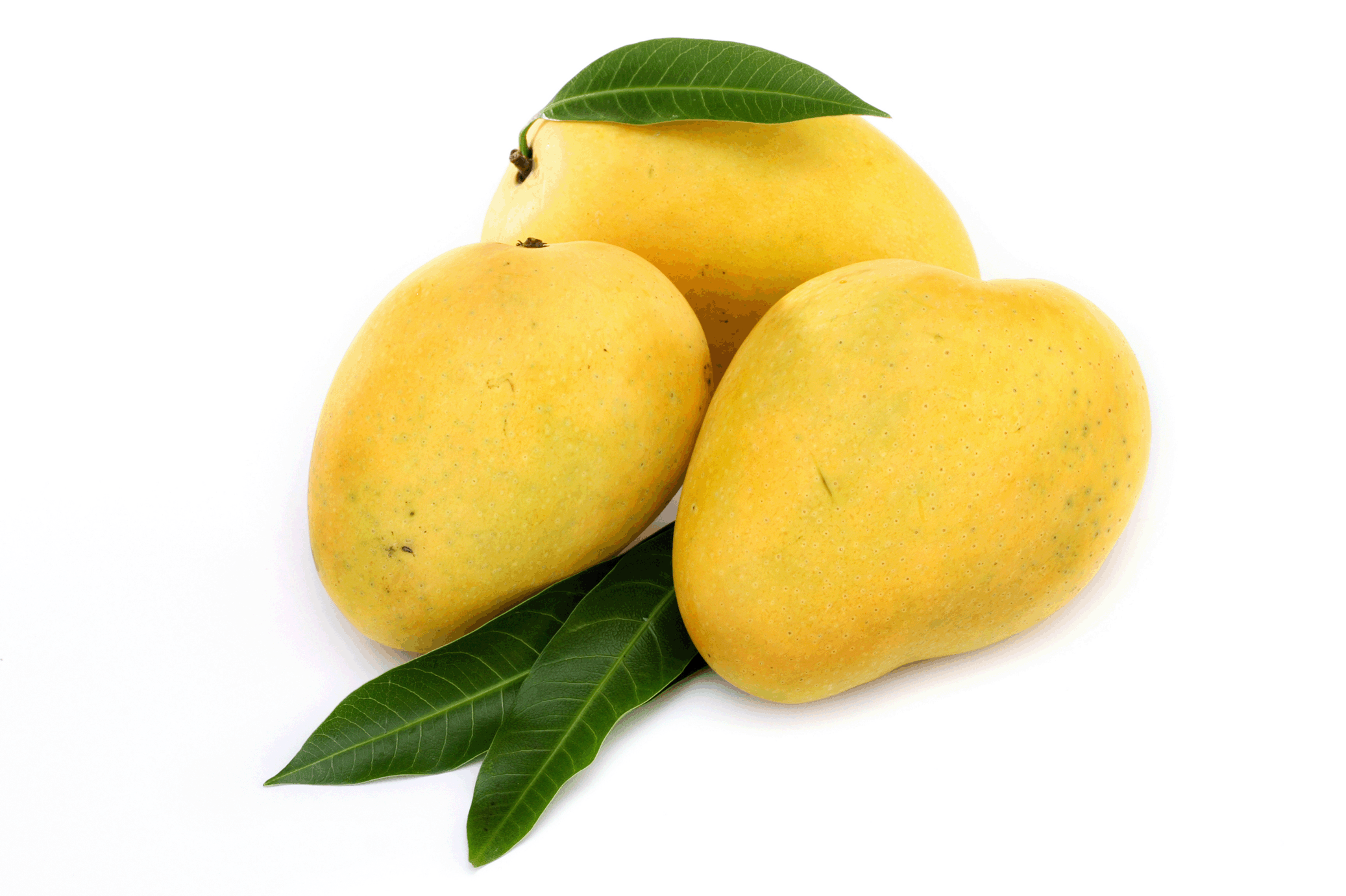 Mango Tree Wallpapers - Top Free Mango Tree Backgrounds - WallpaperAccess