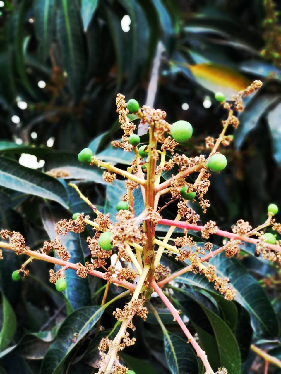 Mango Tree Wallpapers - Top Free Mango Tree Backgrounds - WallpaperAccess