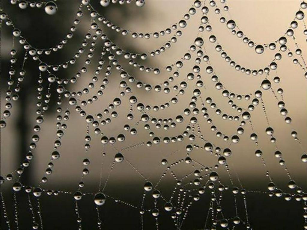 Spiderweb Wallpapers - Top Free Spiderweb Backgrounds - WallpaperAccess