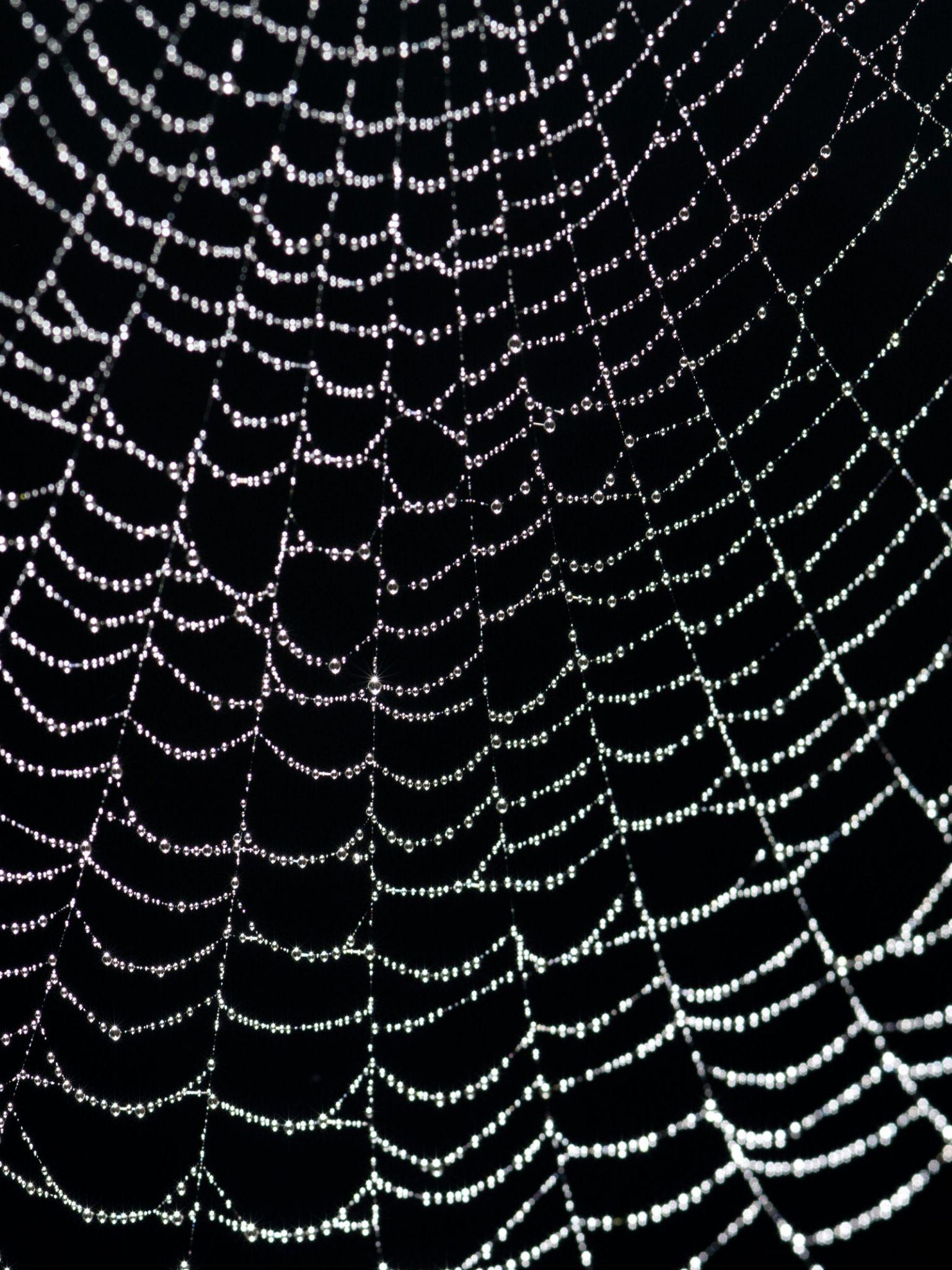 Spiderweb Wallpapers - Top Free Spiderweb Backgrounds - WallpaperAccess