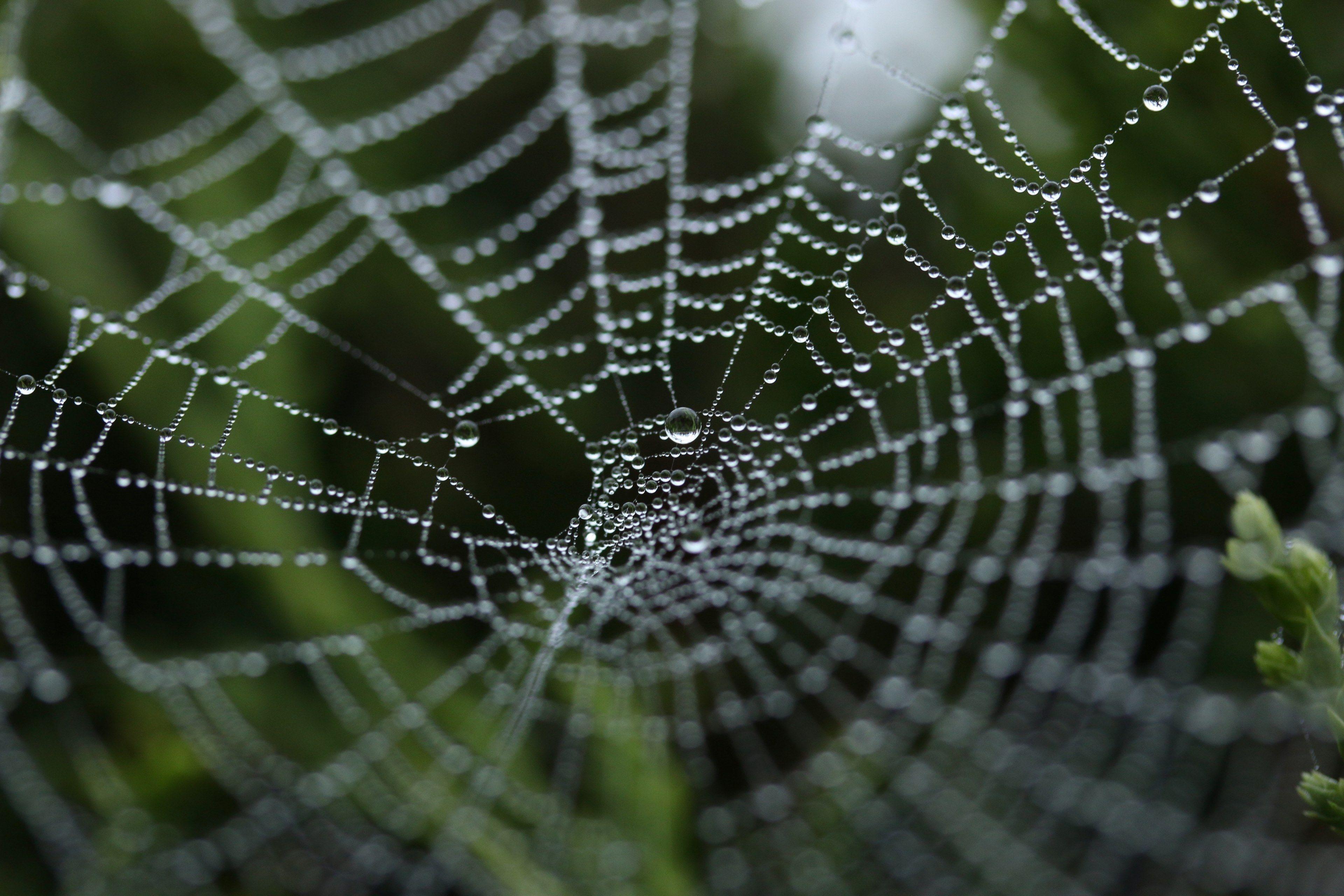 Spiderweb Wallpapers - Top Free Spiderweb Backgrounds - WallpaperAccess